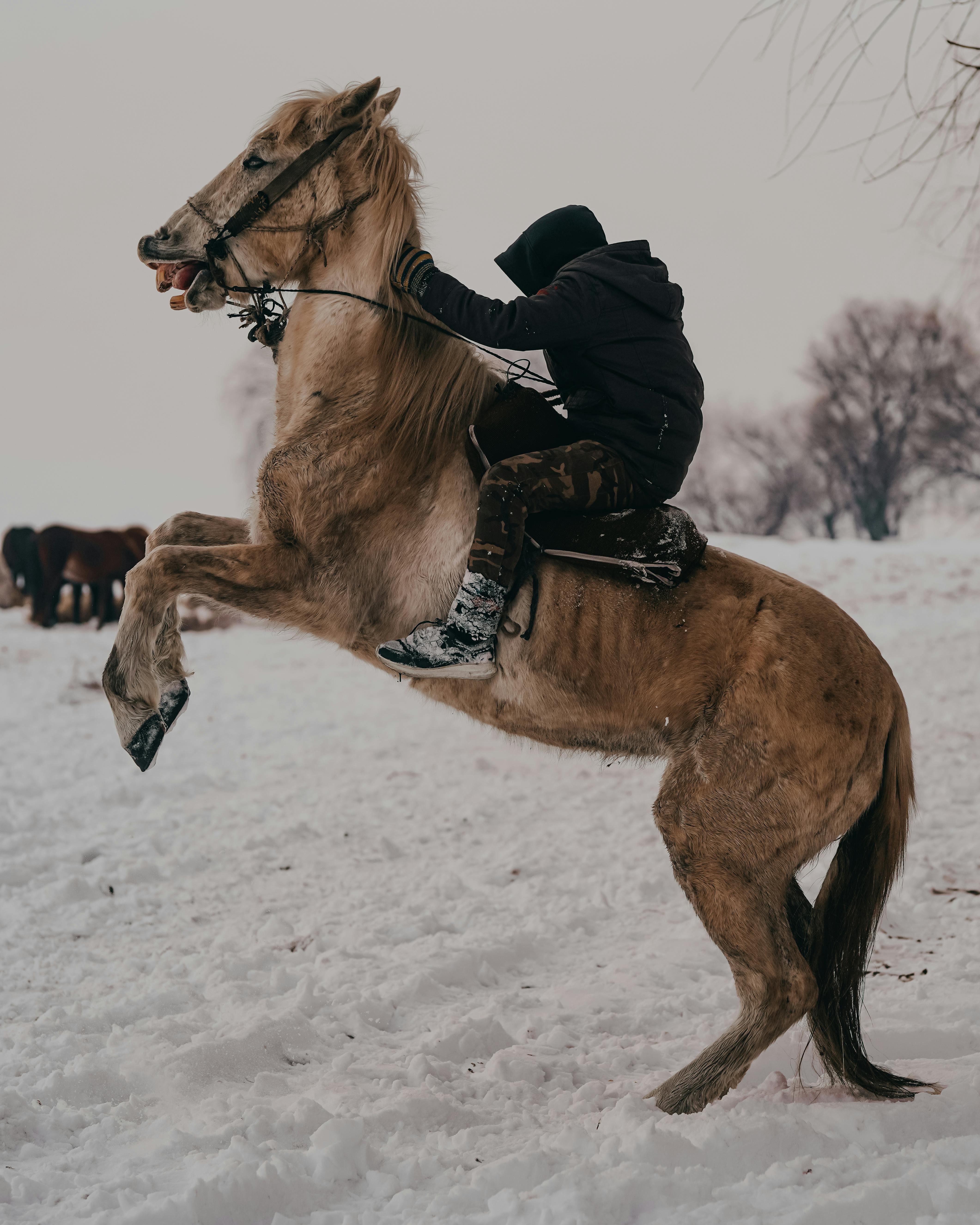 Horseback Riding on Horse Standing on Back Legs · Free Stock Photo