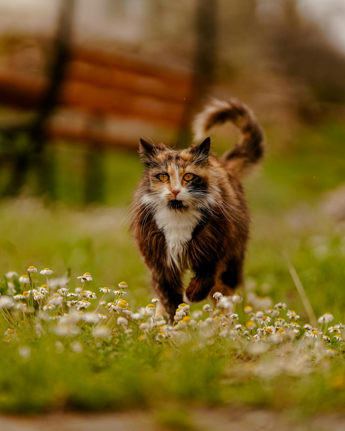 Cat Running Front Photos, Download The BEST Free Cat Running Front ...