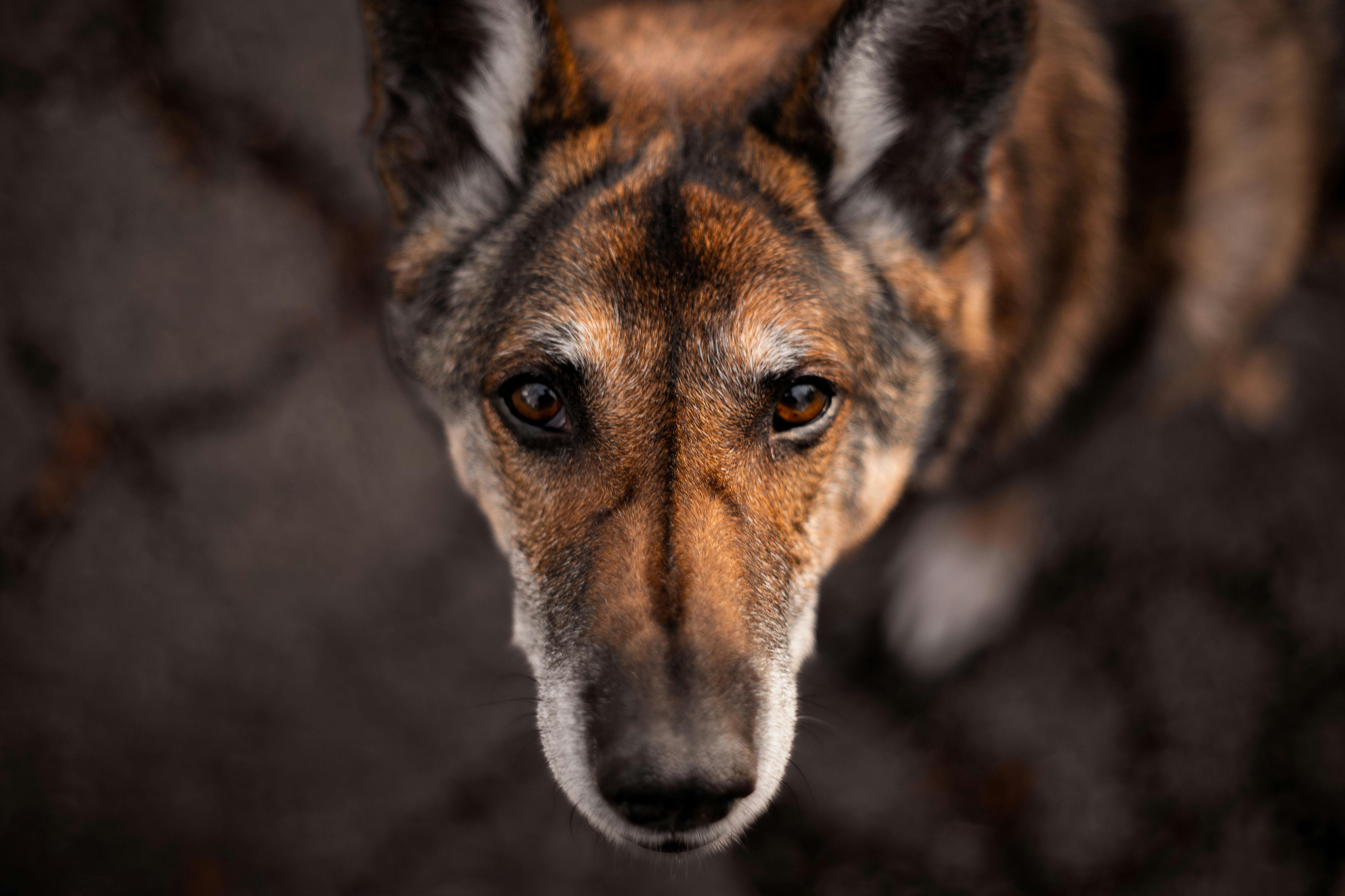 Adorable Pleading Dog · Free Stock Photo