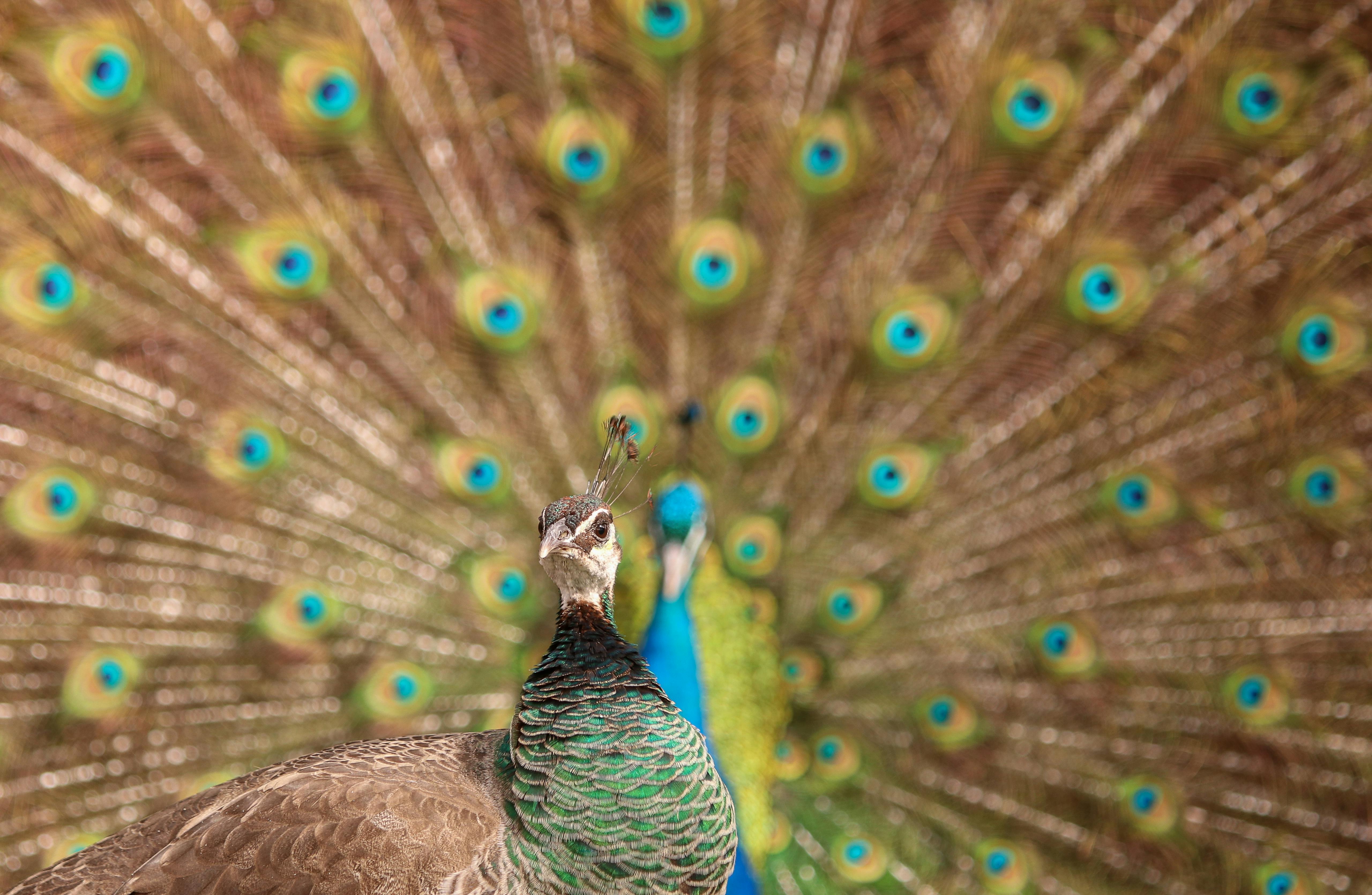 Colorful Peacocks Tail · Free Stock Photo