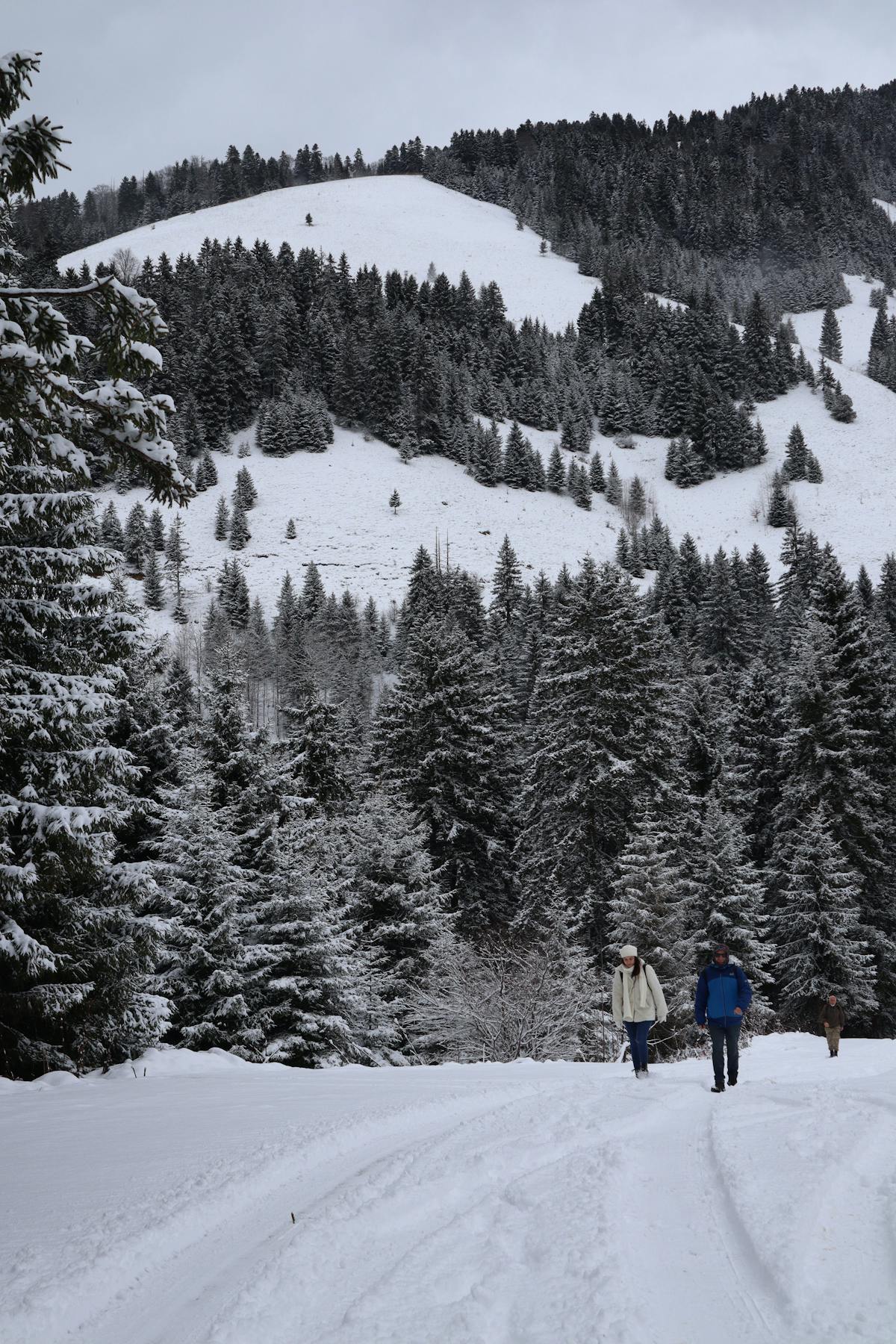2 Woman Walking In The Snow In The Forest Mountain Photos, Download The ...