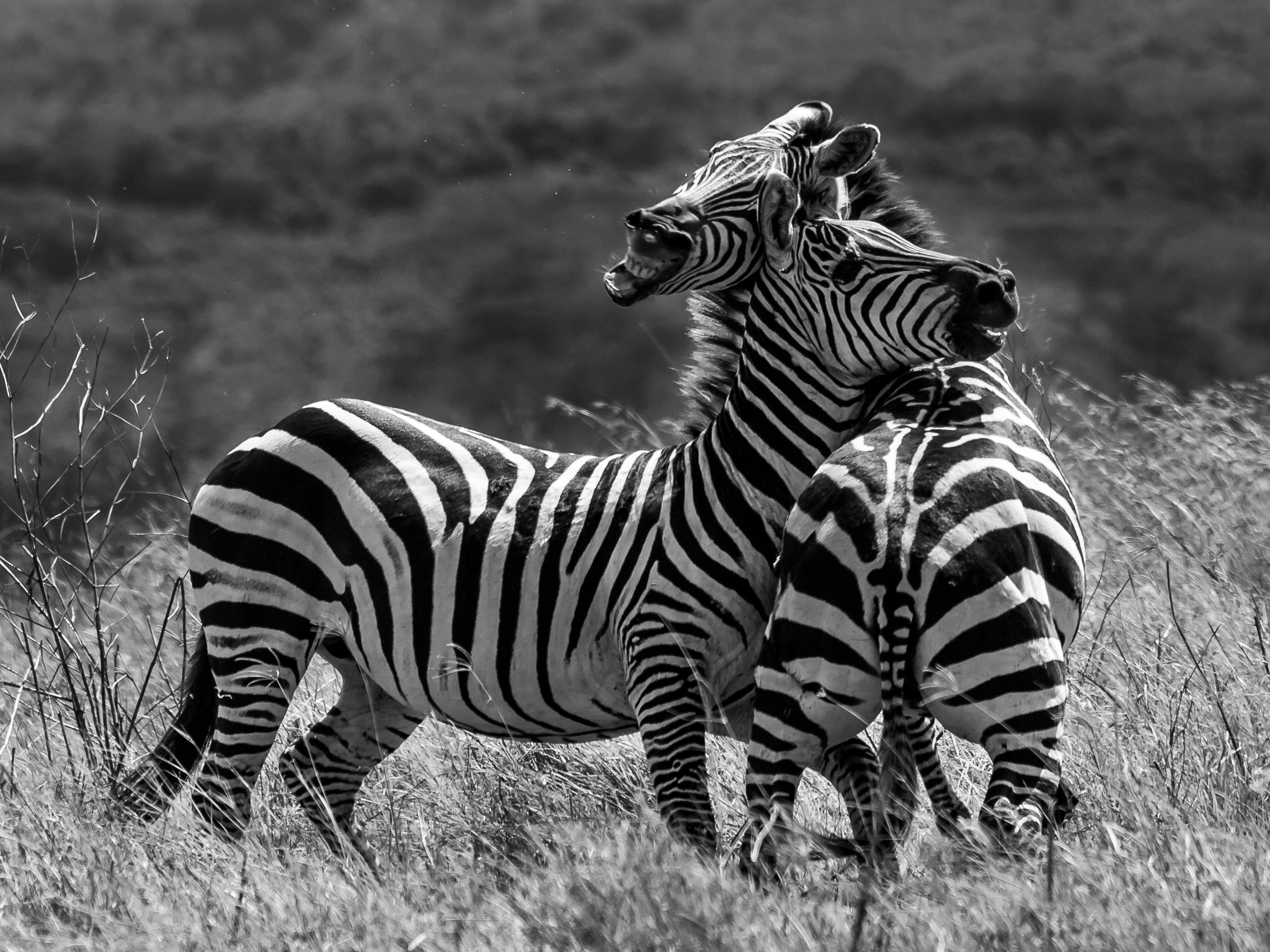 Duelling Zebras · Free Stock Photo
