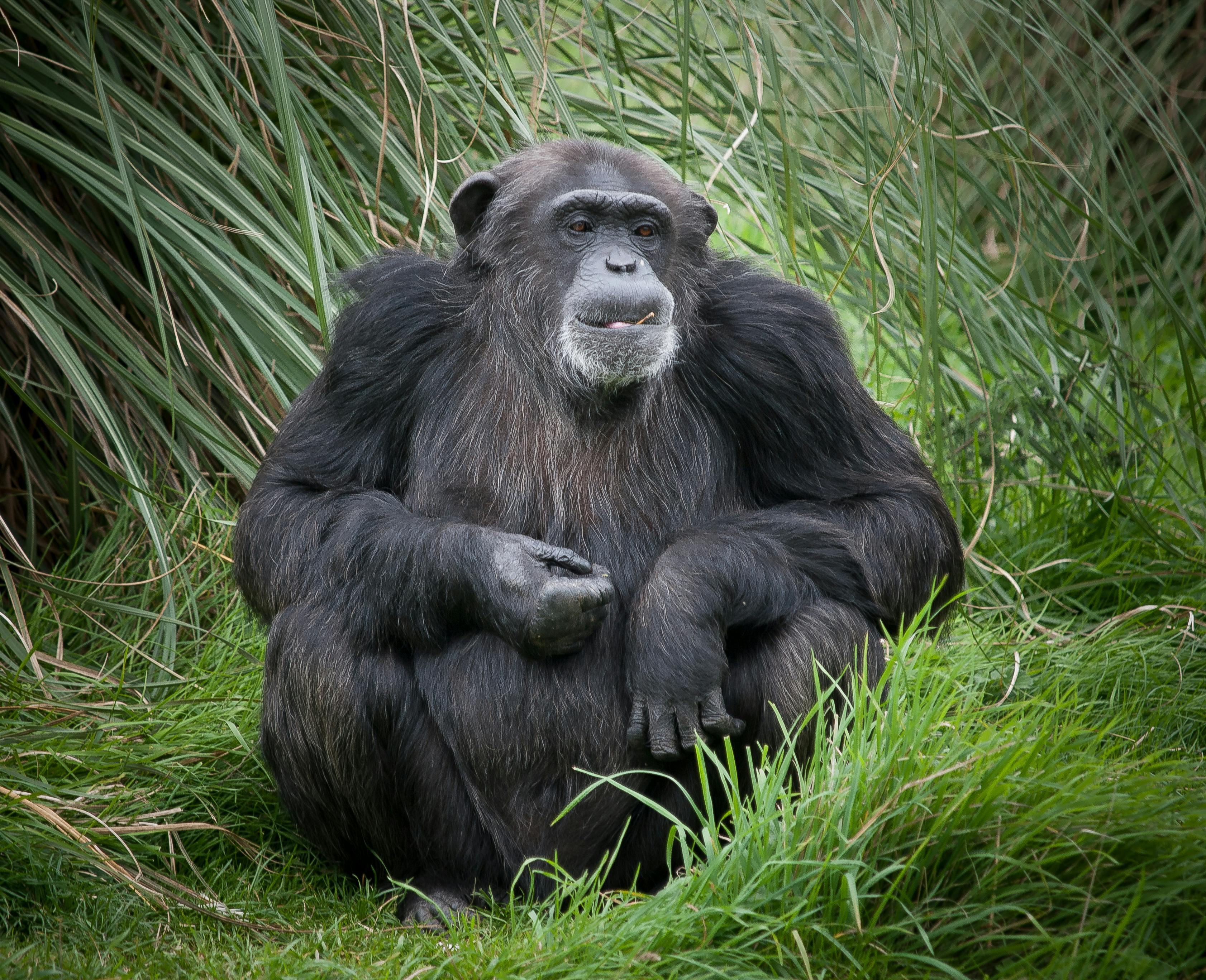 Study Of Primates Photos, Download The BEST Free Study Of Primates ...