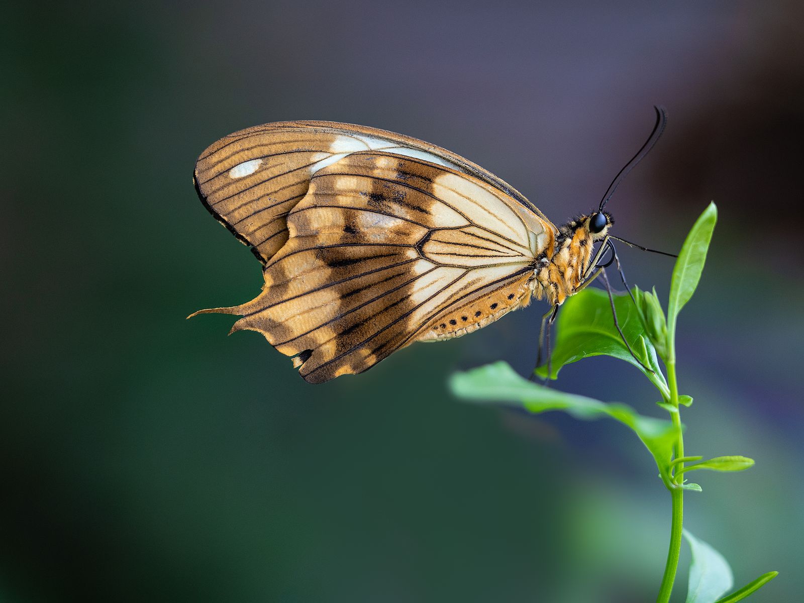 Butterfly Sisters Wallpaper Photos, Download The BEST Free Butterfly ...