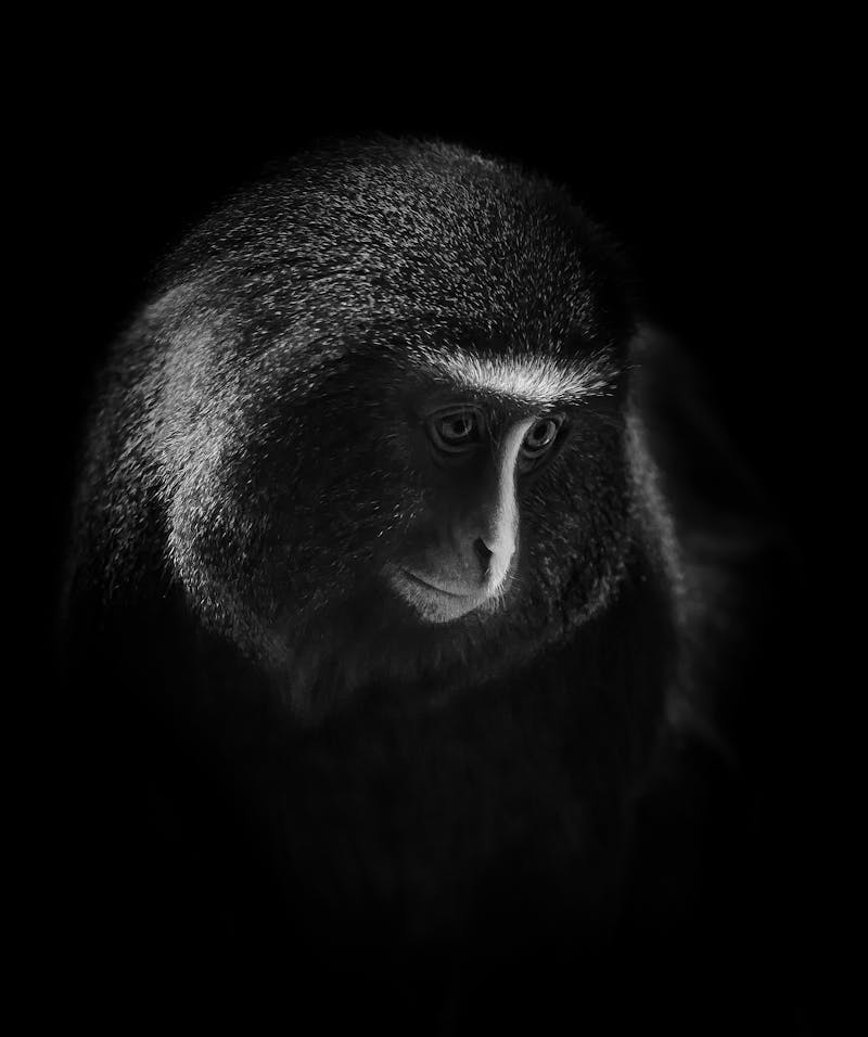 Monkey Face Texture Photos, Download The BEST Free Monkey Face Texture ...
