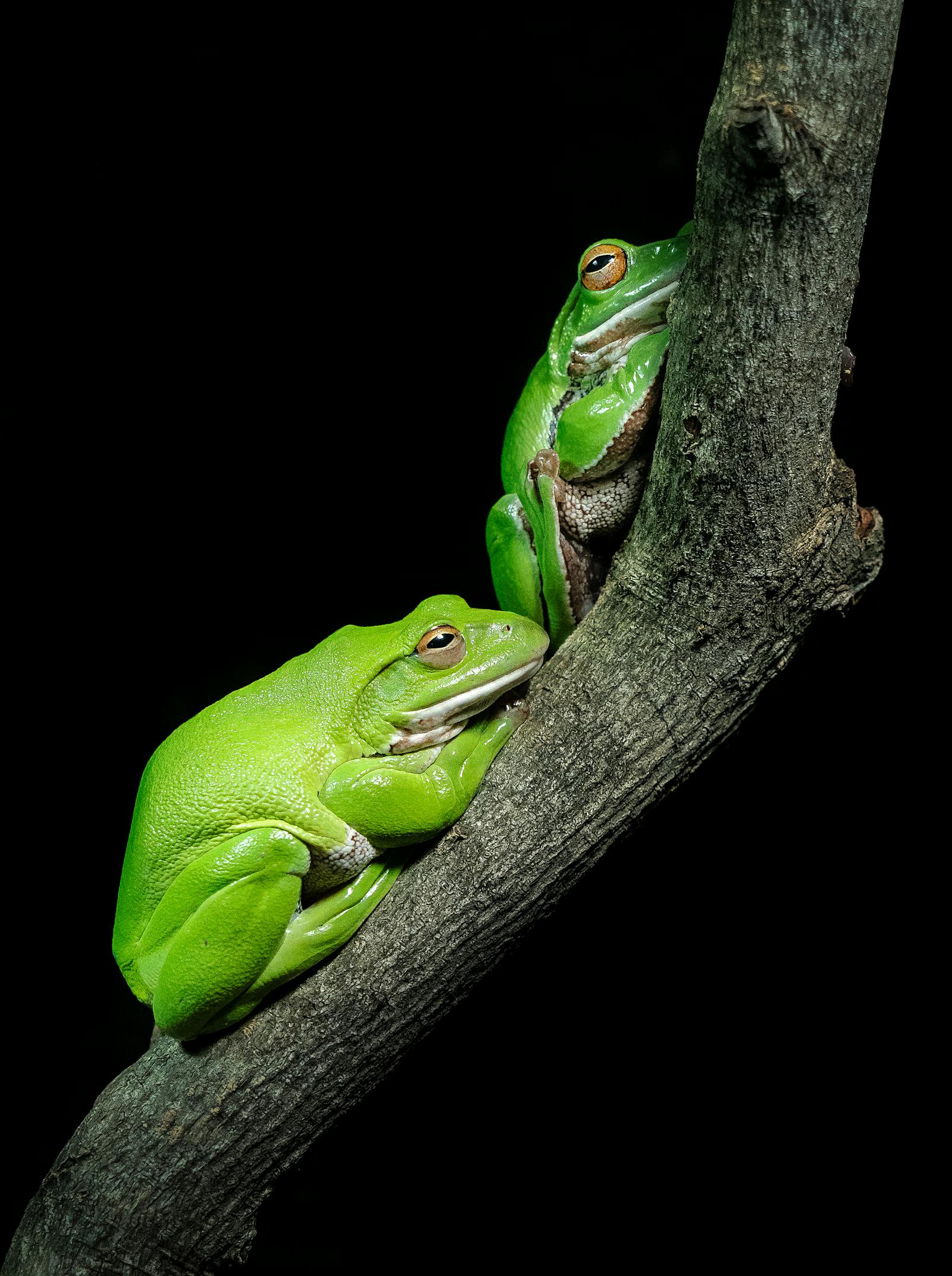Frogs Photos, Download The BEST Free Frogs Stock Photos & HD Images