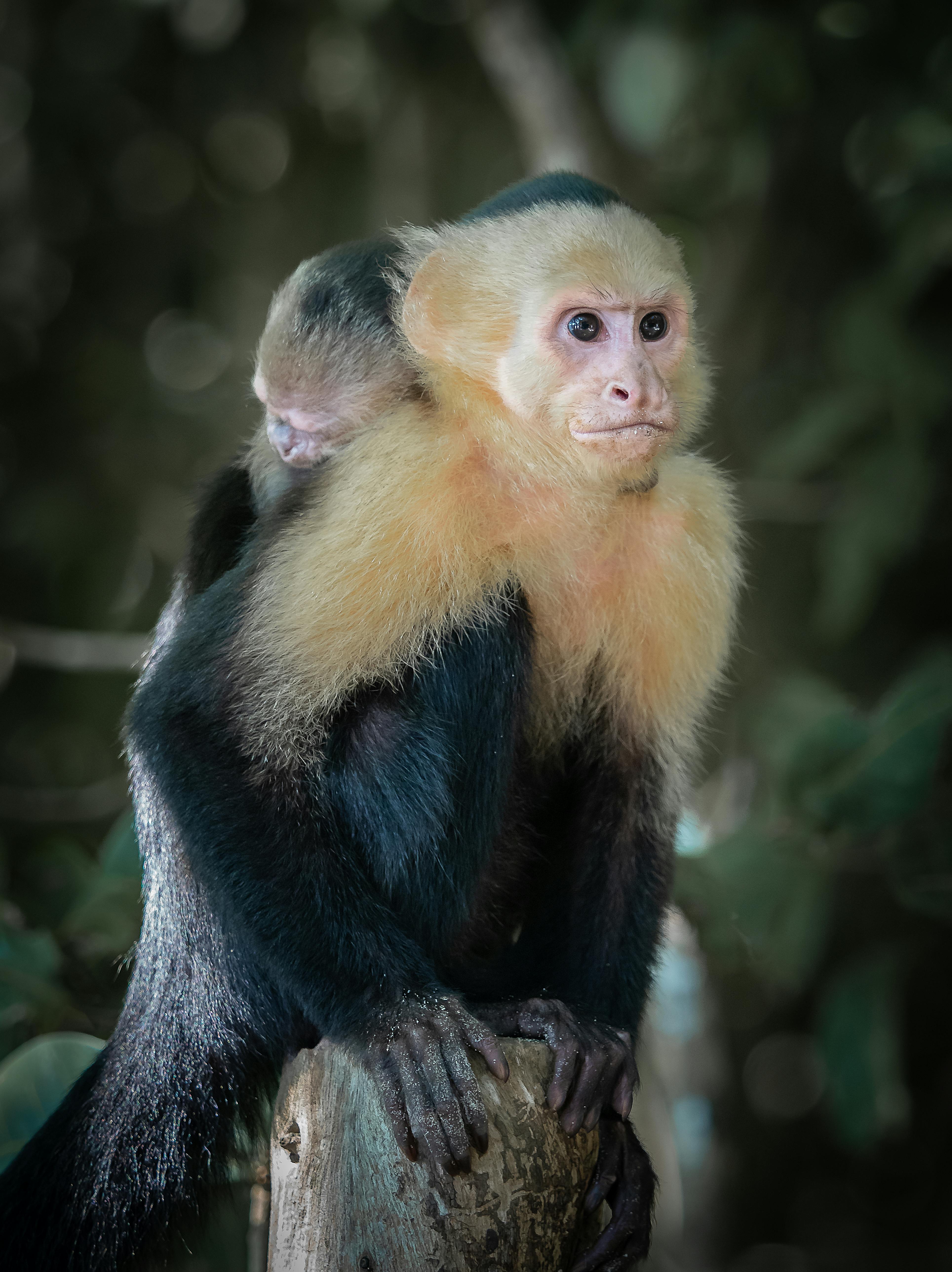 Capuchin Monkeys in Nature · Free Stock Photo