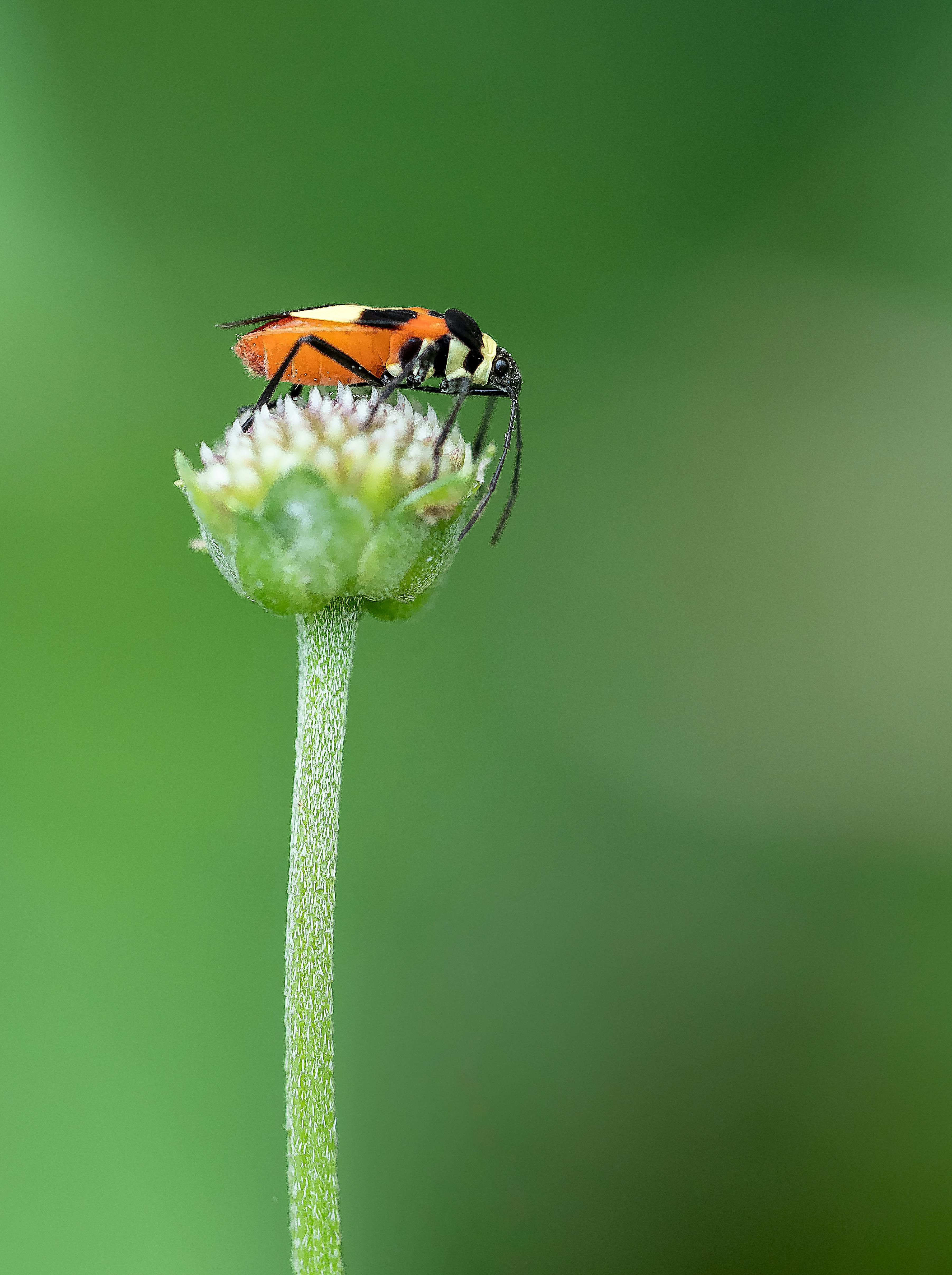 Bug on Flower · Free Stock Photo