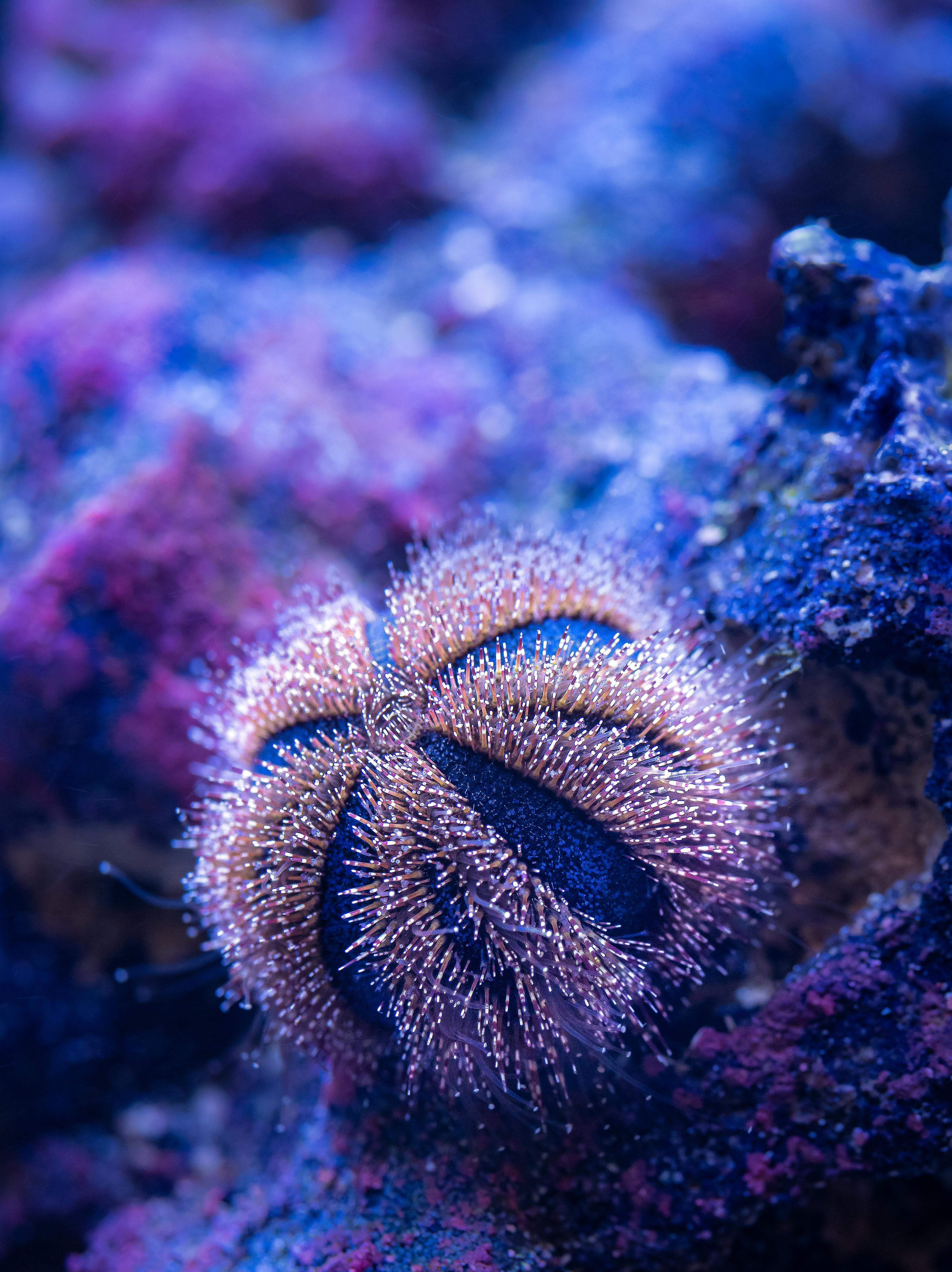 Plant on Seabed · Free Stock Photo