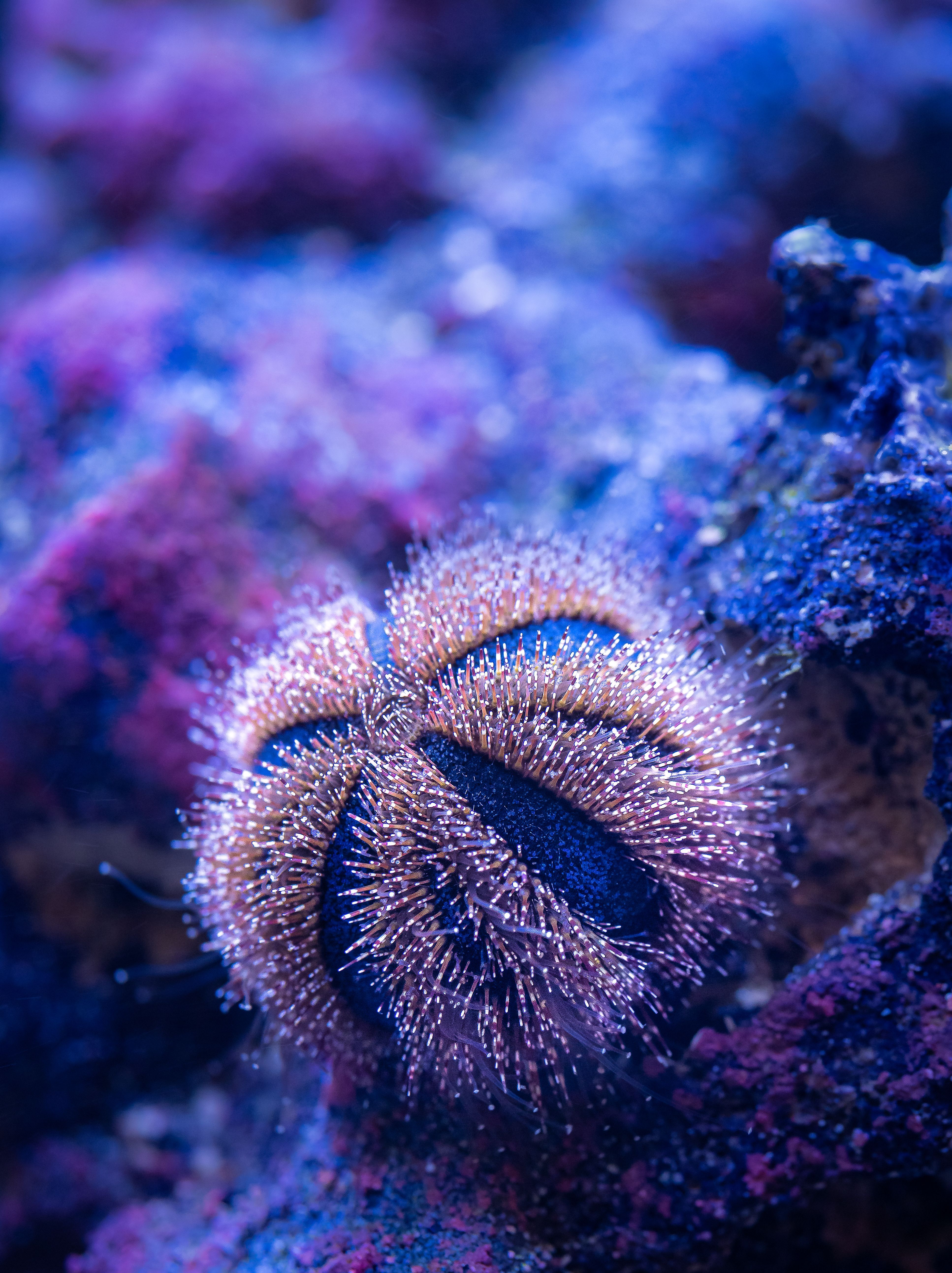 Plant on Seabed · Free Stock Photo