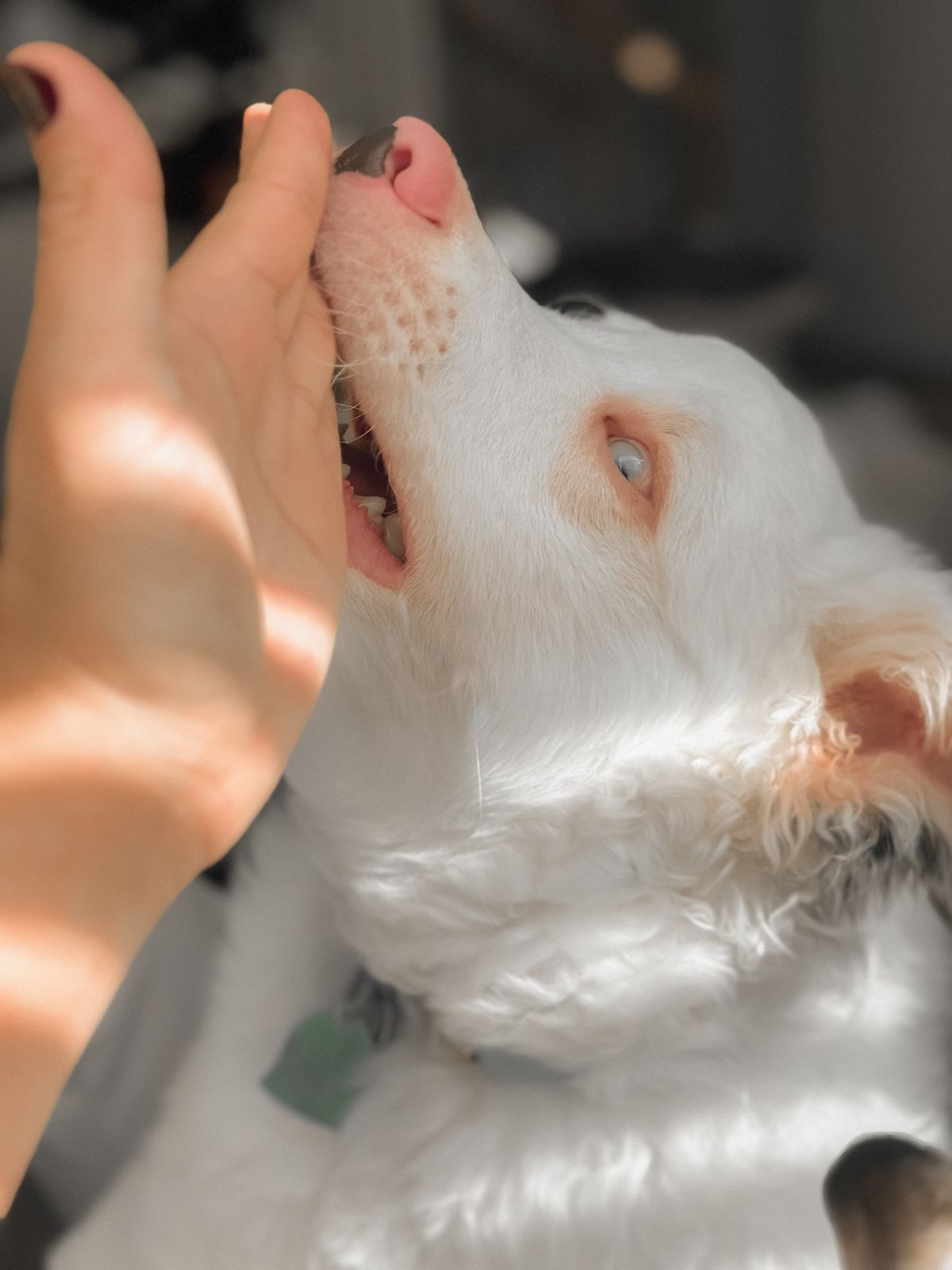 Dog Biting Human Photos, Download The BEST Free Dog Biting Human Stock ...