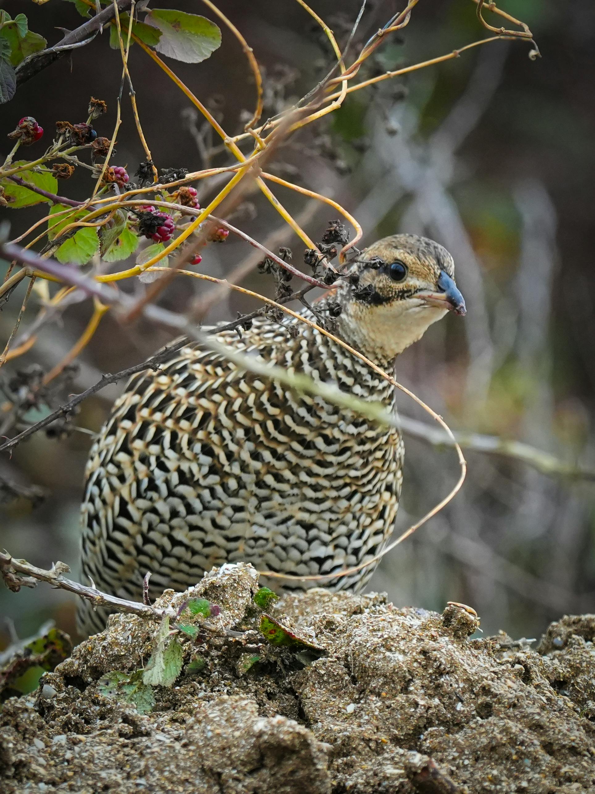 Close-up of a Grouse · Free Stock Photo