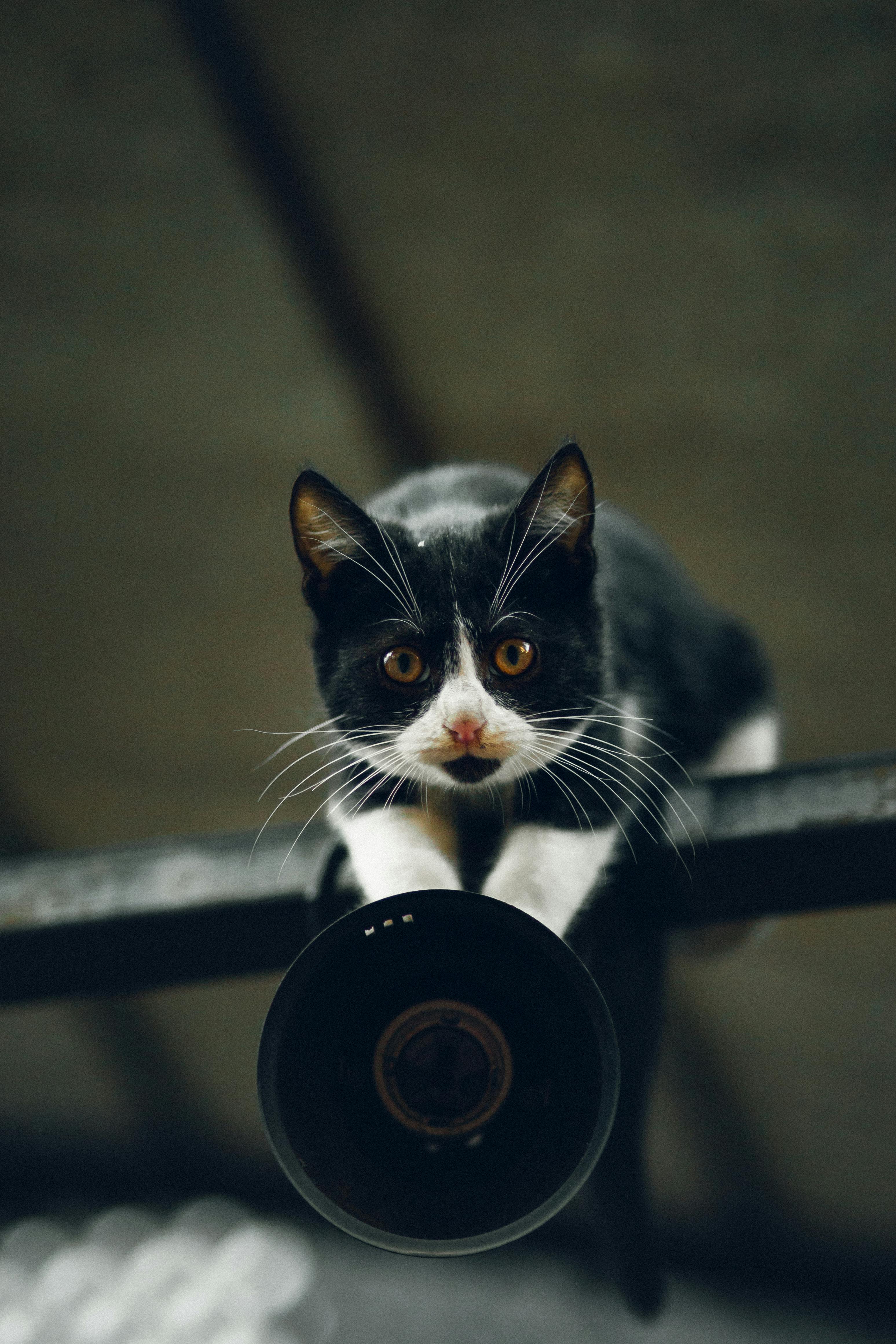 Little Cat on a Scaffolding · Free Stock Photo