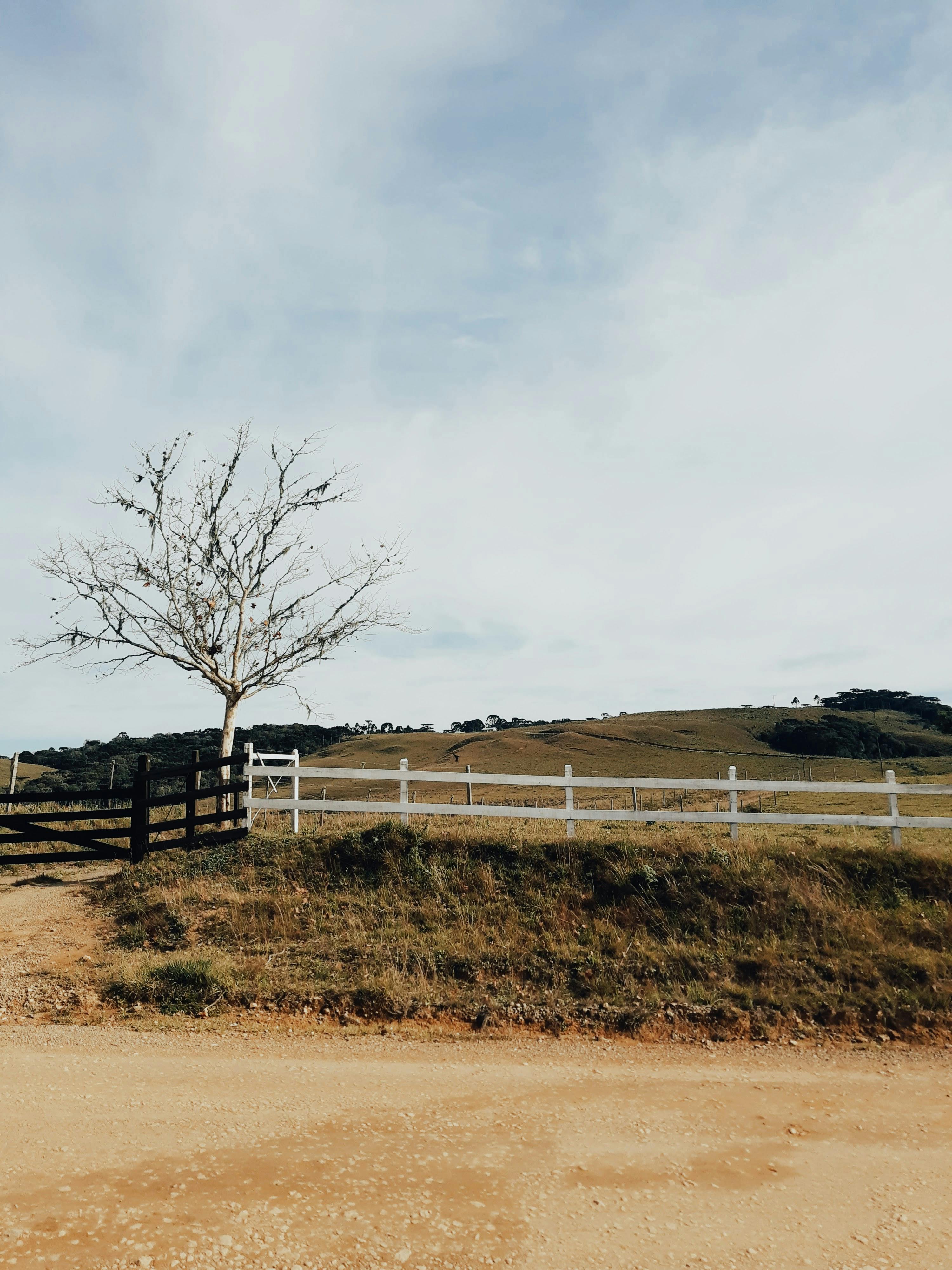 Tree near Fence in Countryside · Free Stock Photo