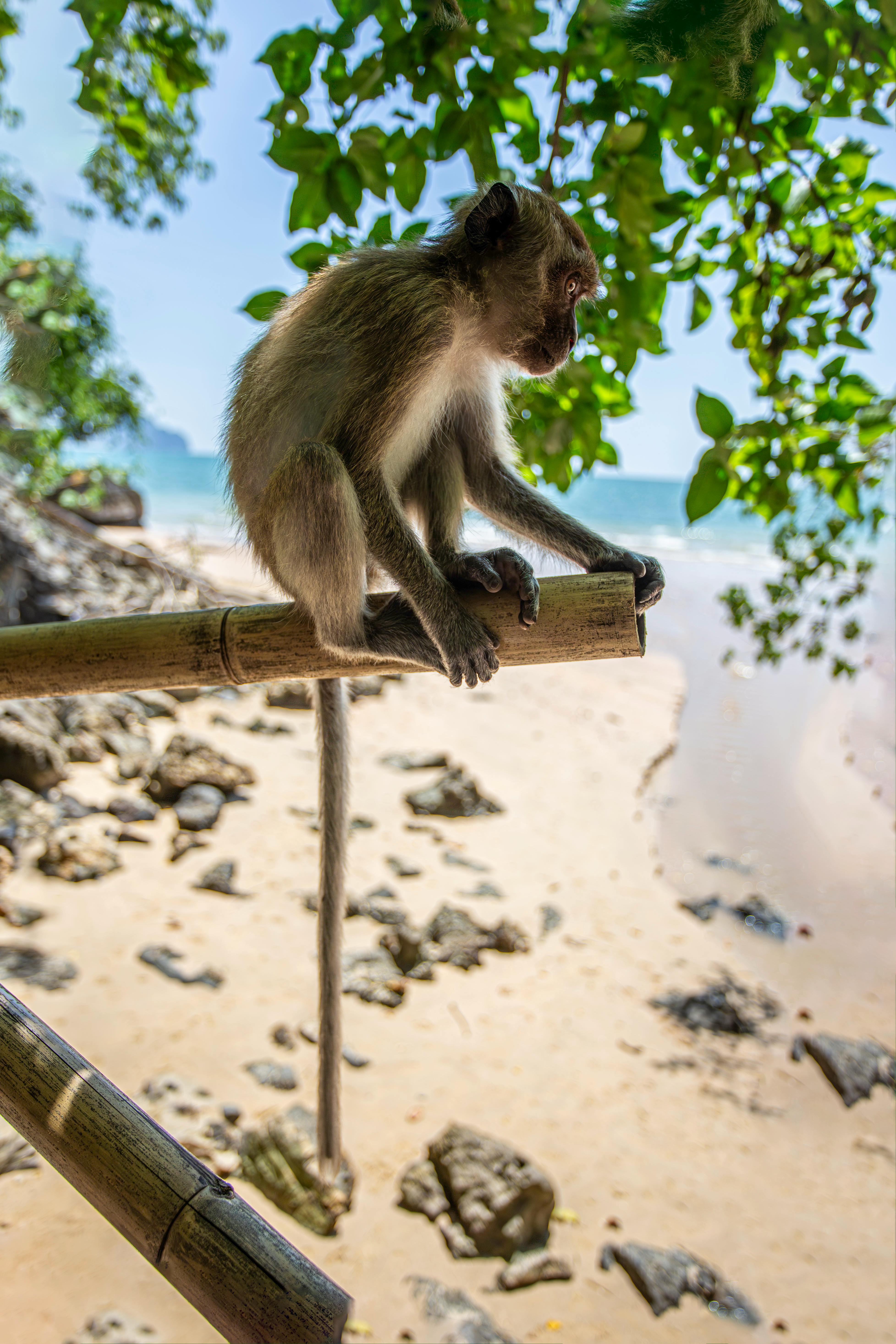 Macaque Monkey on Beach · Free Stock Photo