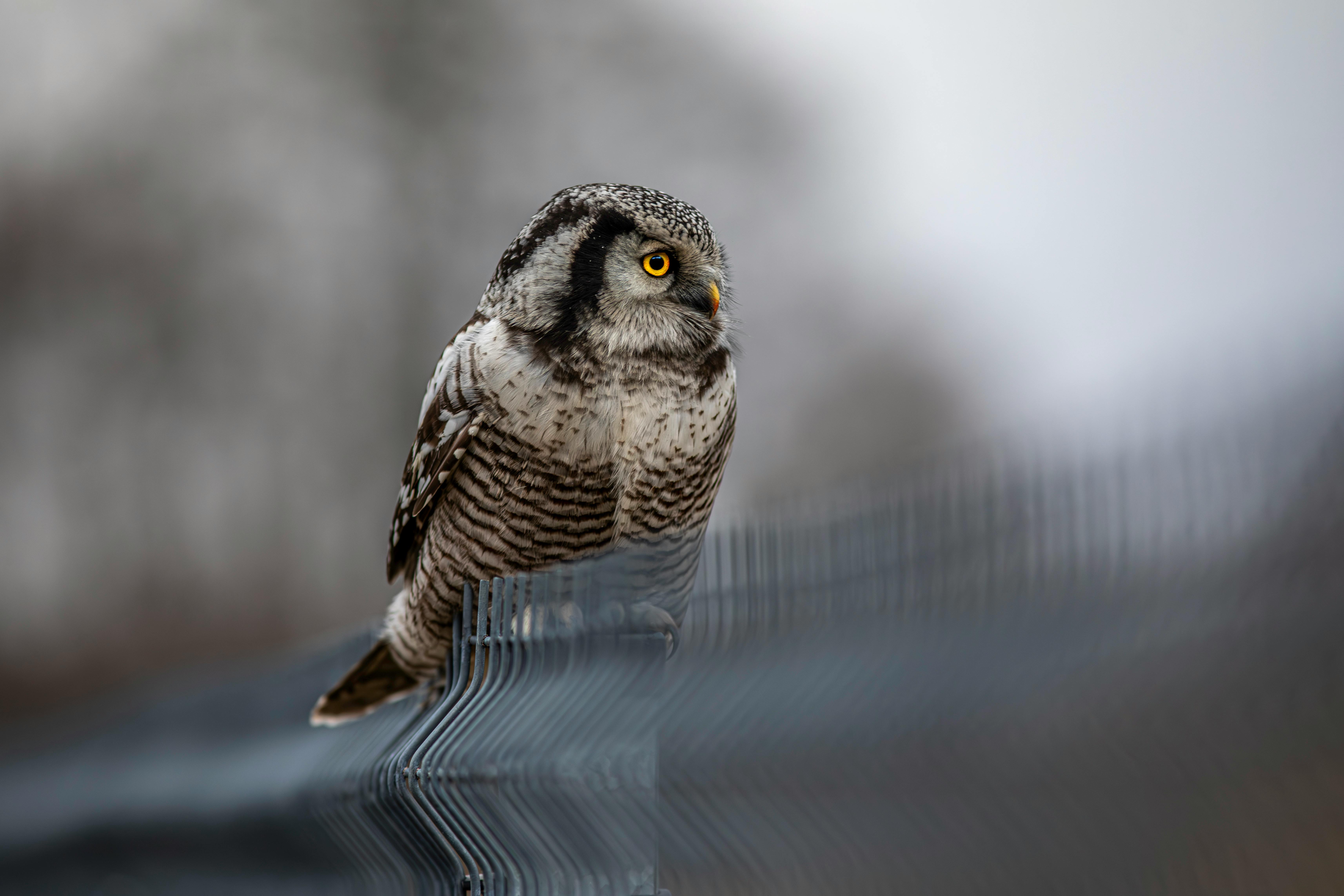 8k Owl Wallpaper Photos, Download The BEST Free 8k Owl Wallpaper Stock ...