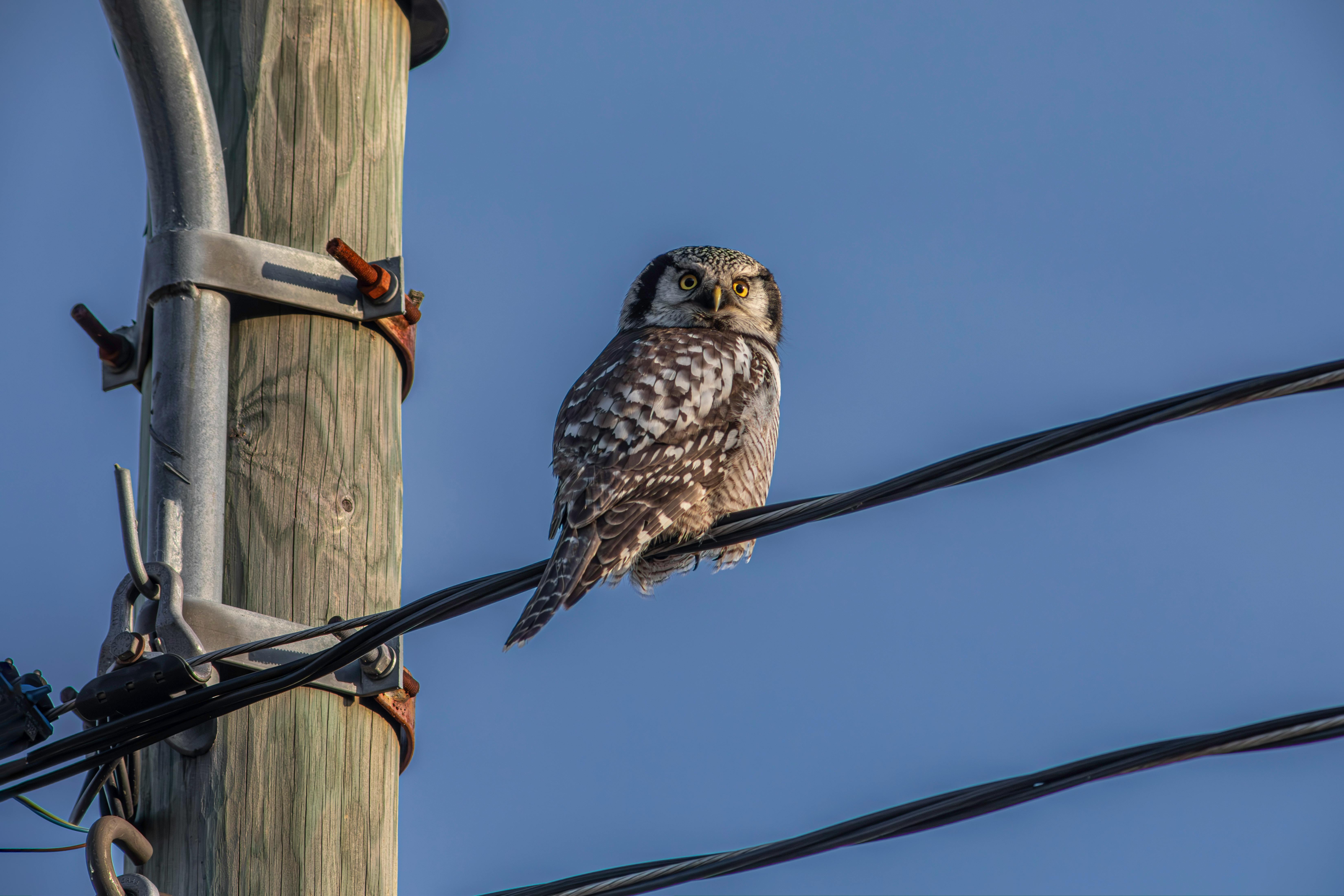 Northern Hawk-owl on Power Lines · Free Stock Photo