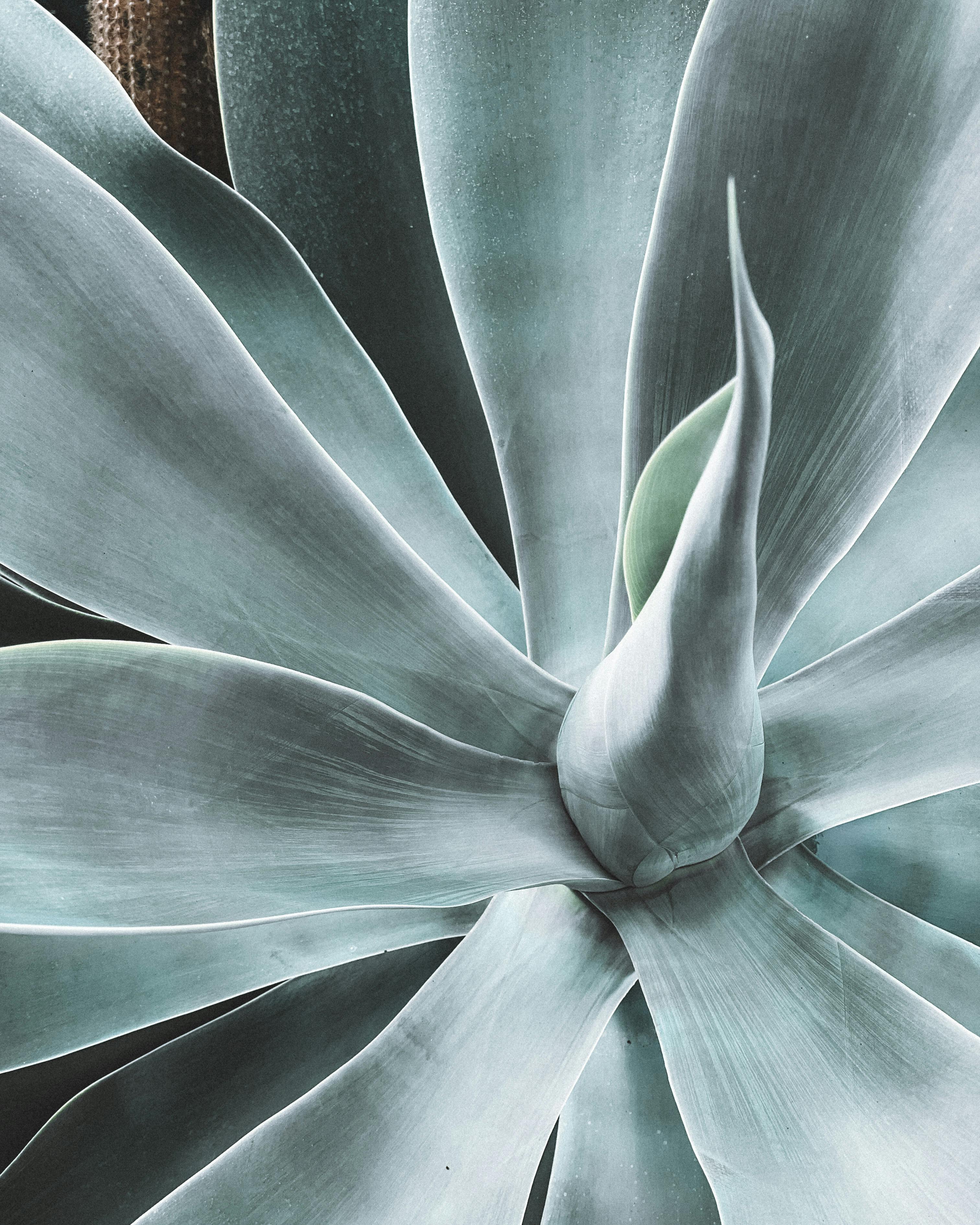 Stake Photos, Download The BEST Free Stake Stock Photos & HD Images