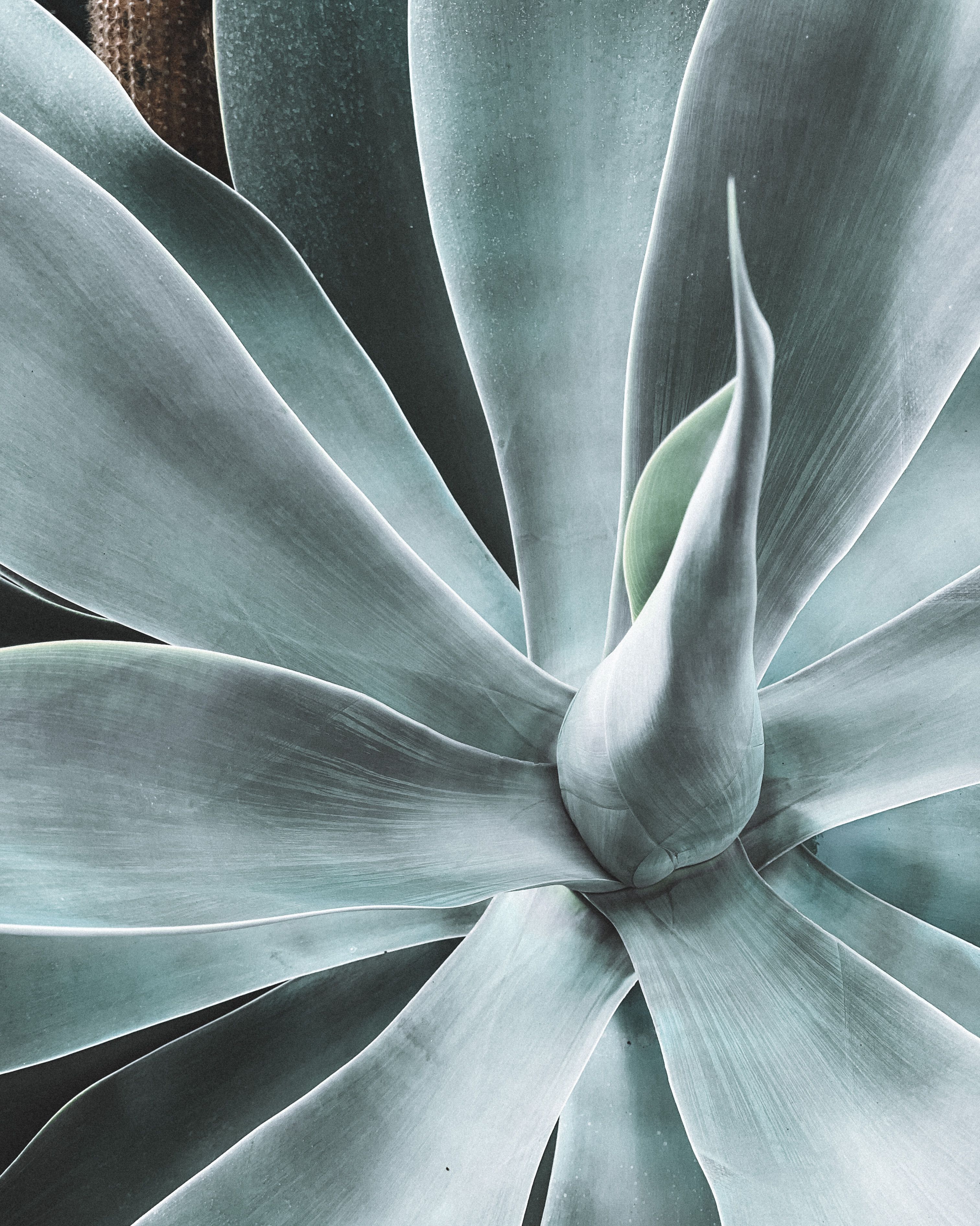 Glaucous Leaves Photos, Download The BEST Free Glaucous Leaves Stock ...