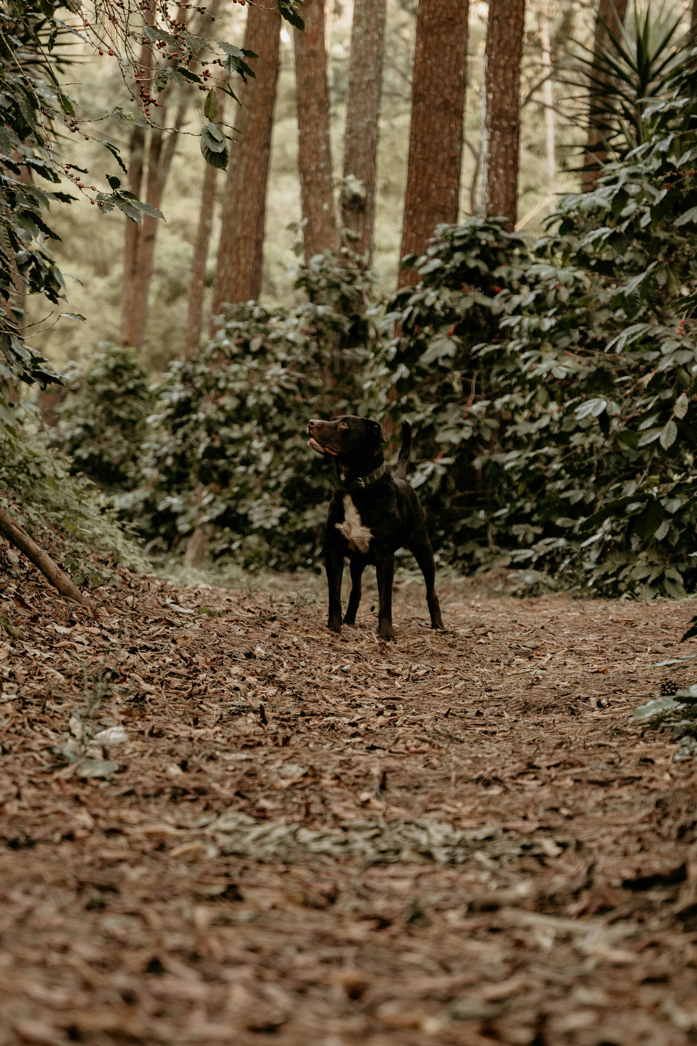 Dog on a Path in the Forest · Free Stock Photo