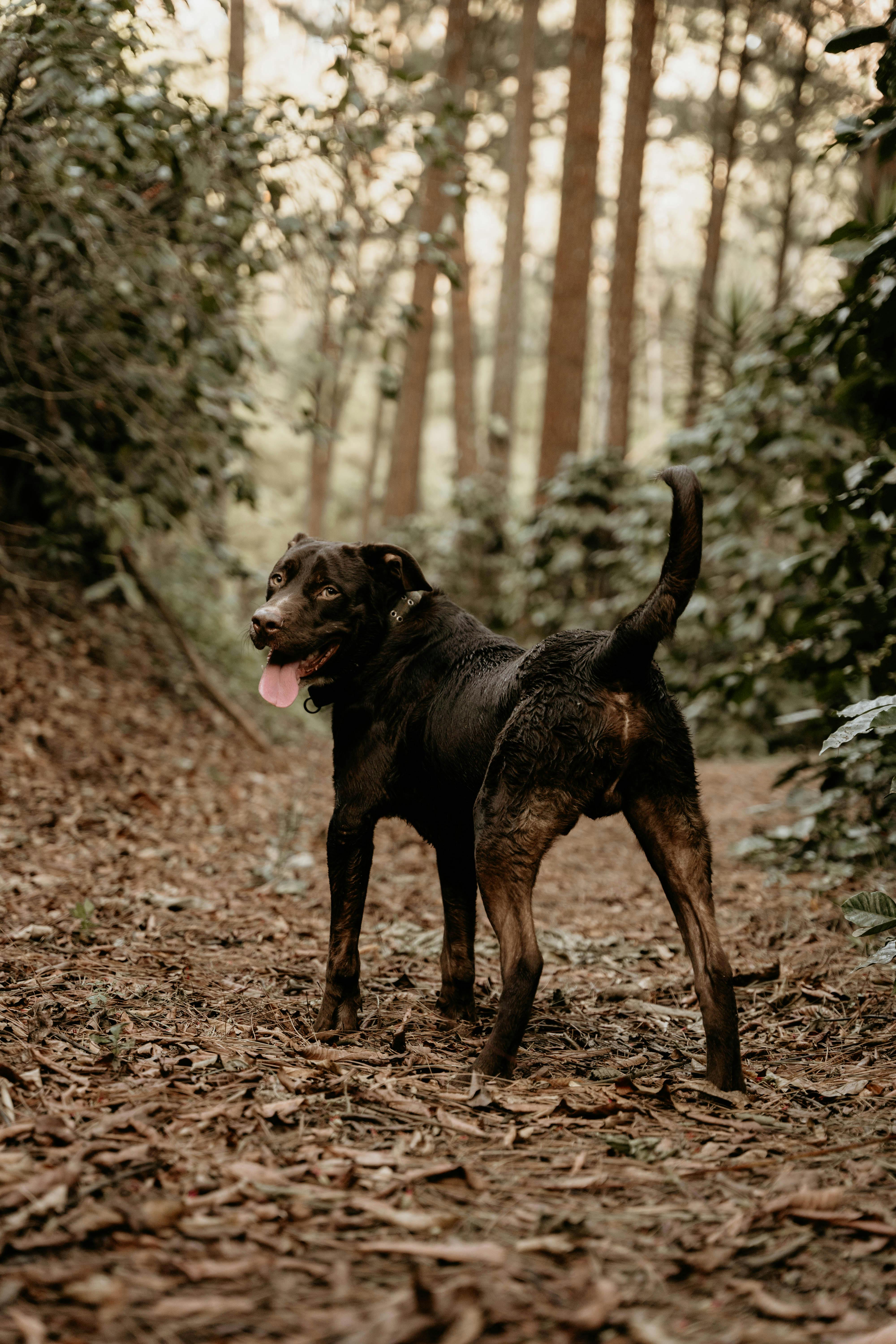 Labrador on a Path in the Forest · Free Stock Photo