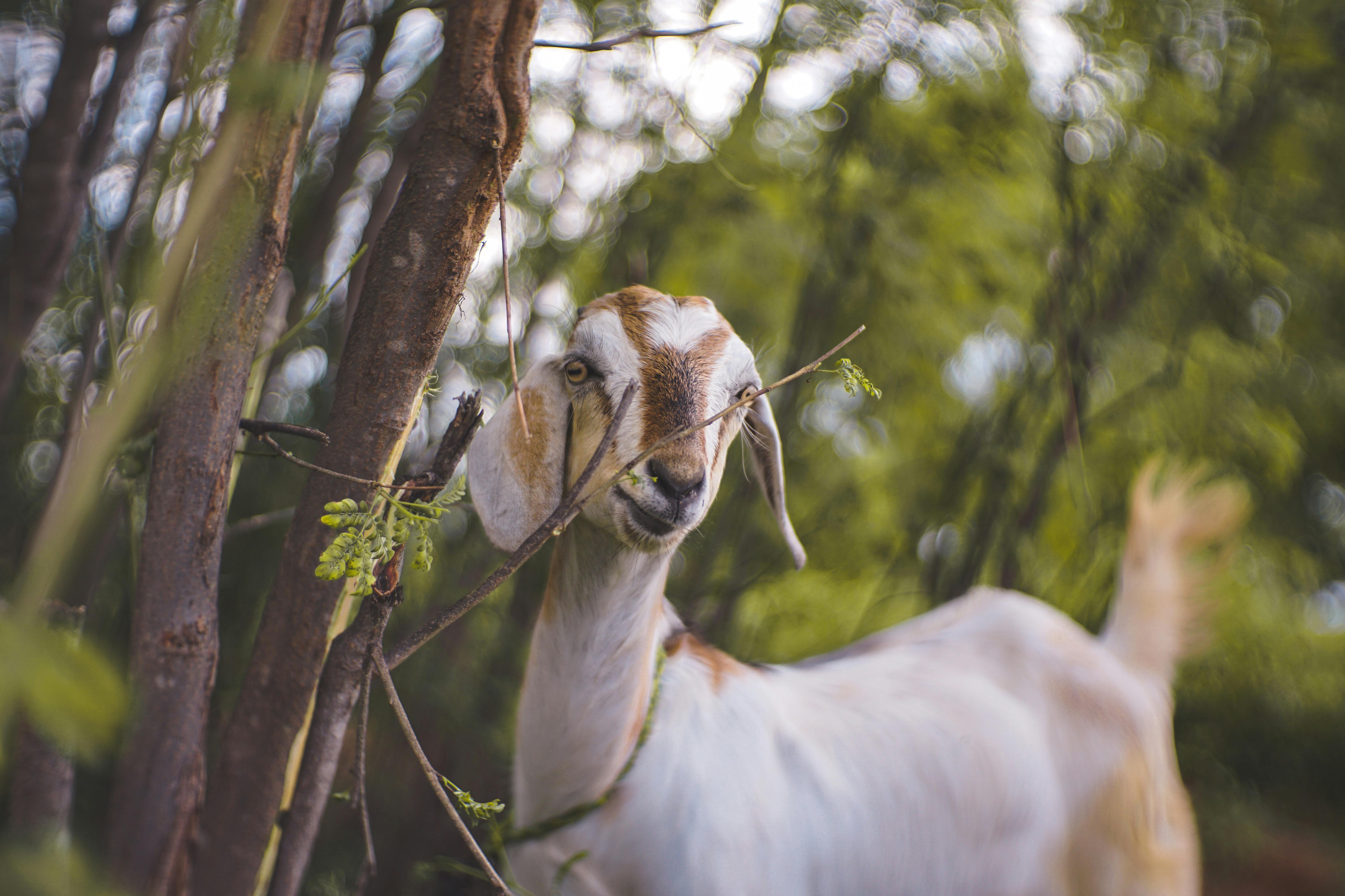 Foto de stock gratuita sobre agricultura, al aire libre, animal, animal de granja, arboles ...