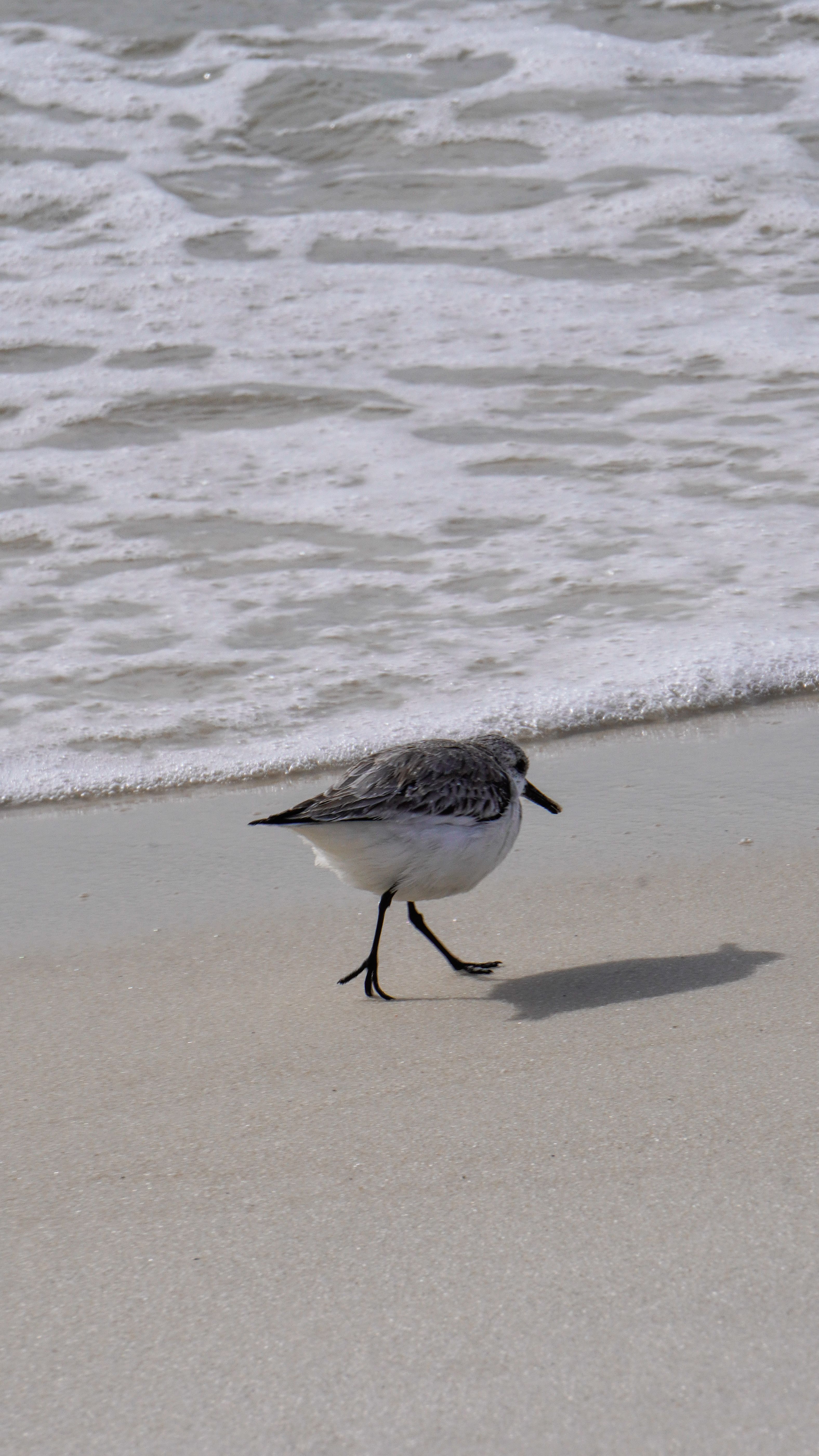Shorebird on a Sea · Free Stock Photo