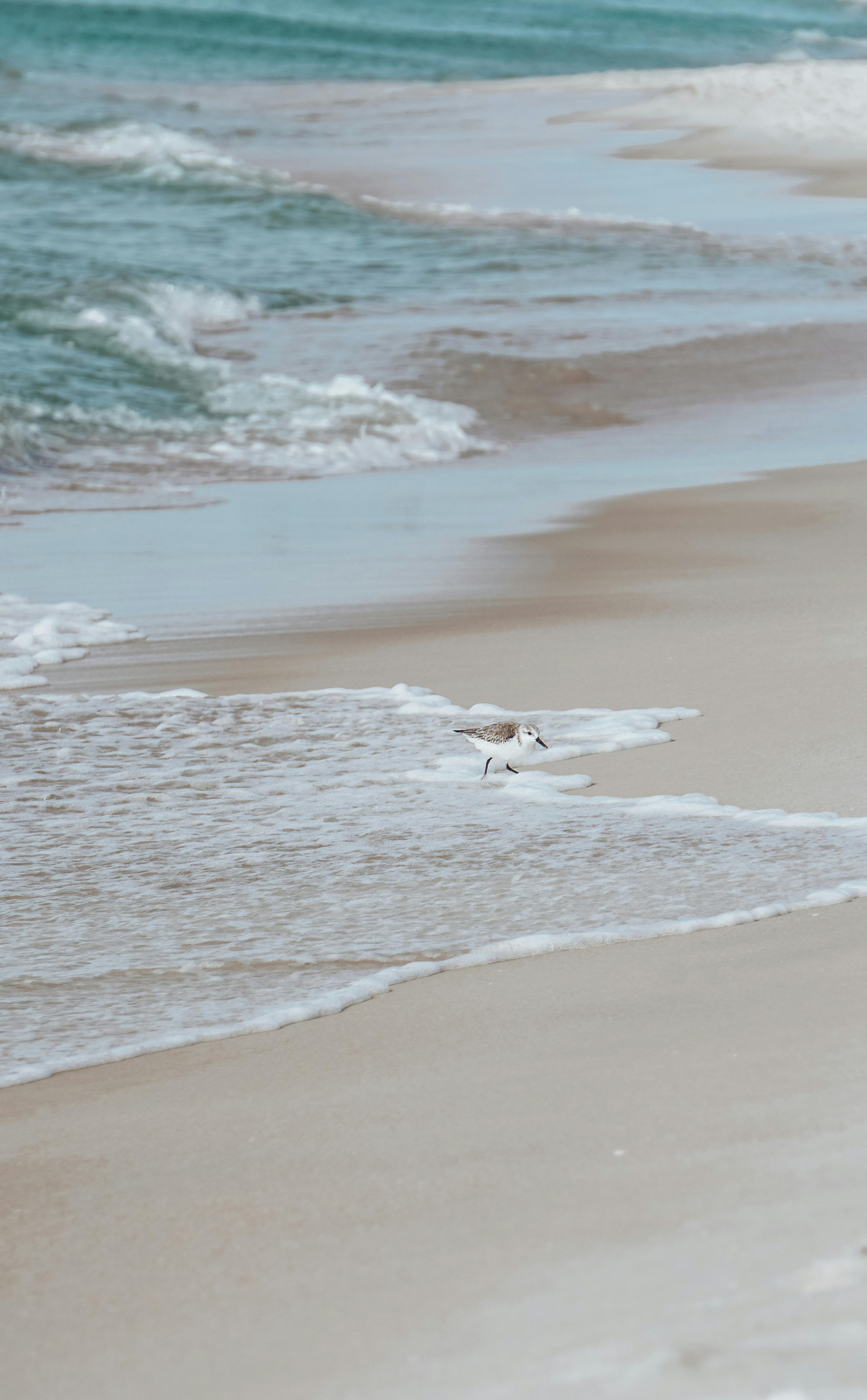 Shorebird on a Sea · Free Stock Photo