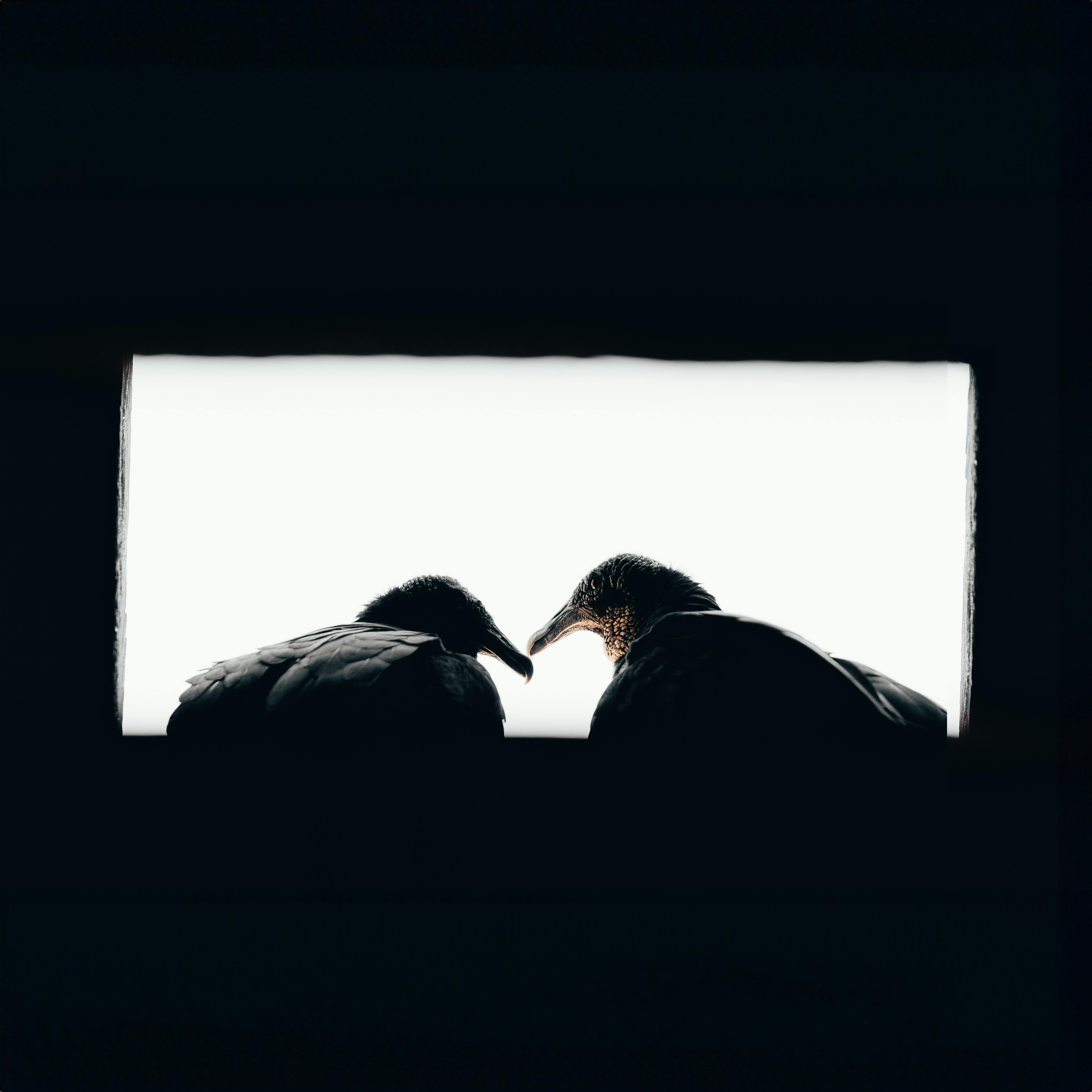 Silhouettes of Ravens in a Window · Free Stock Photo