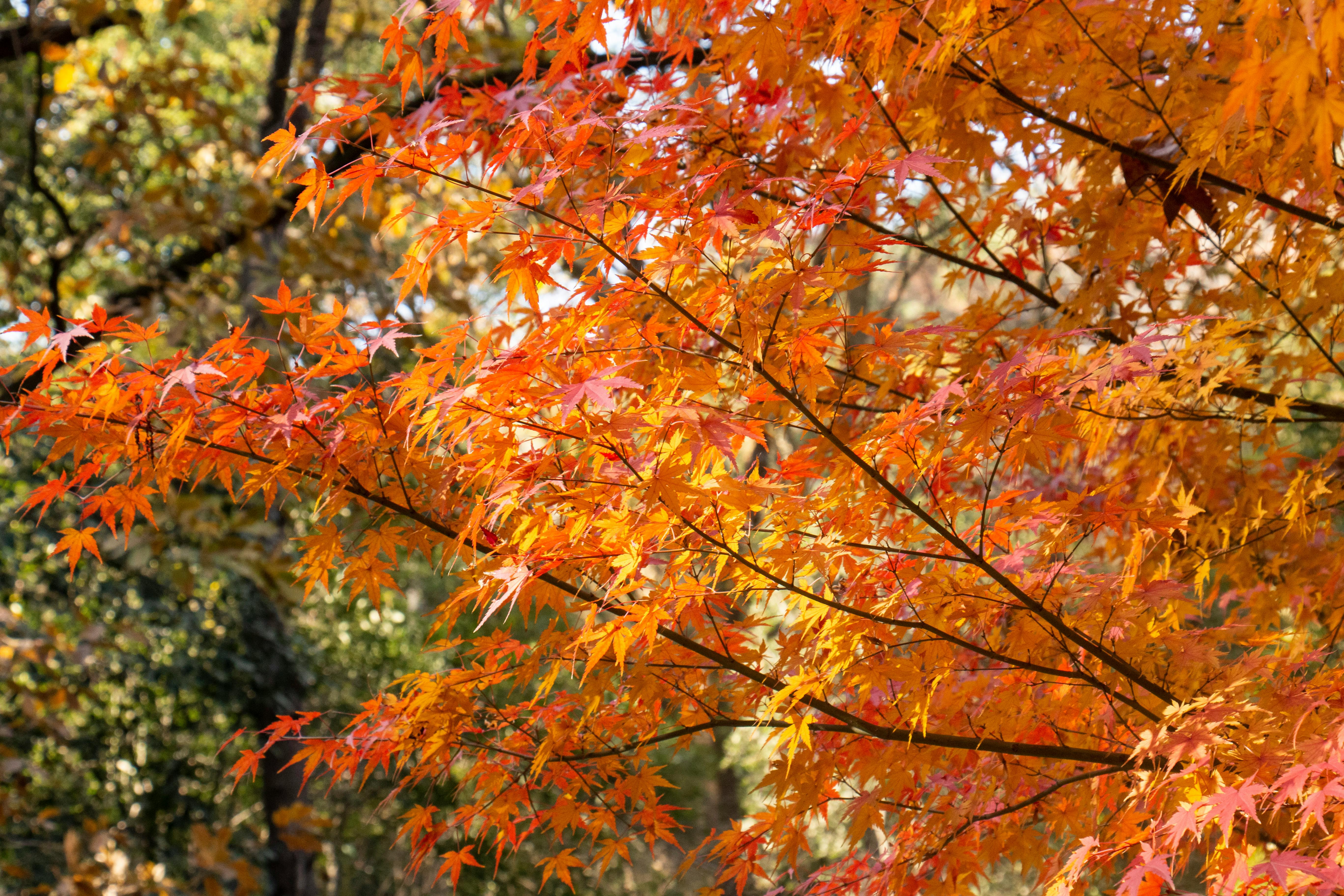 Tree Leaves in Autumn Colors · Free Stock Photo