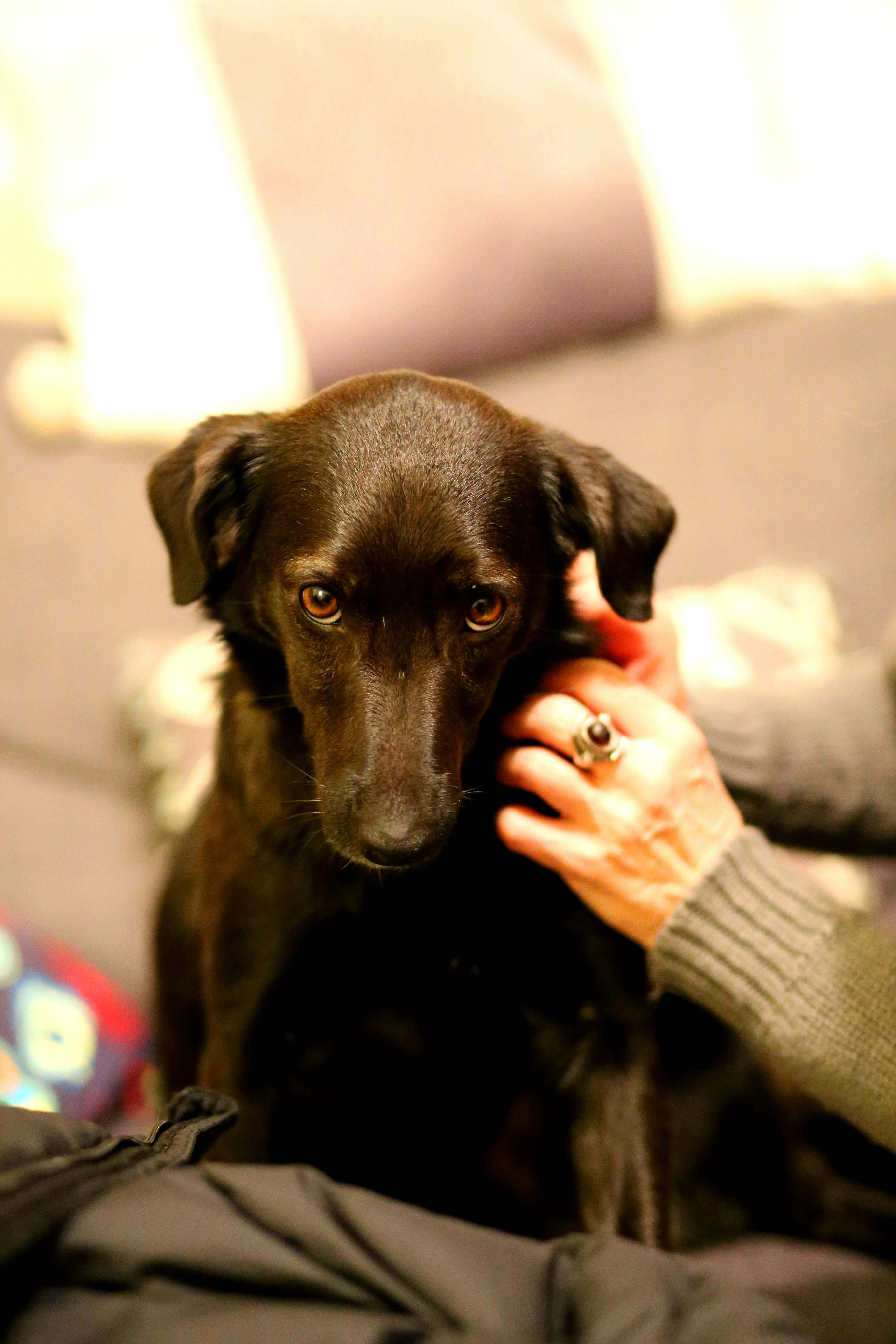 10.000+ Black Welper Bilder und Fotos · Kostenlos Downloaden · Pexels ...