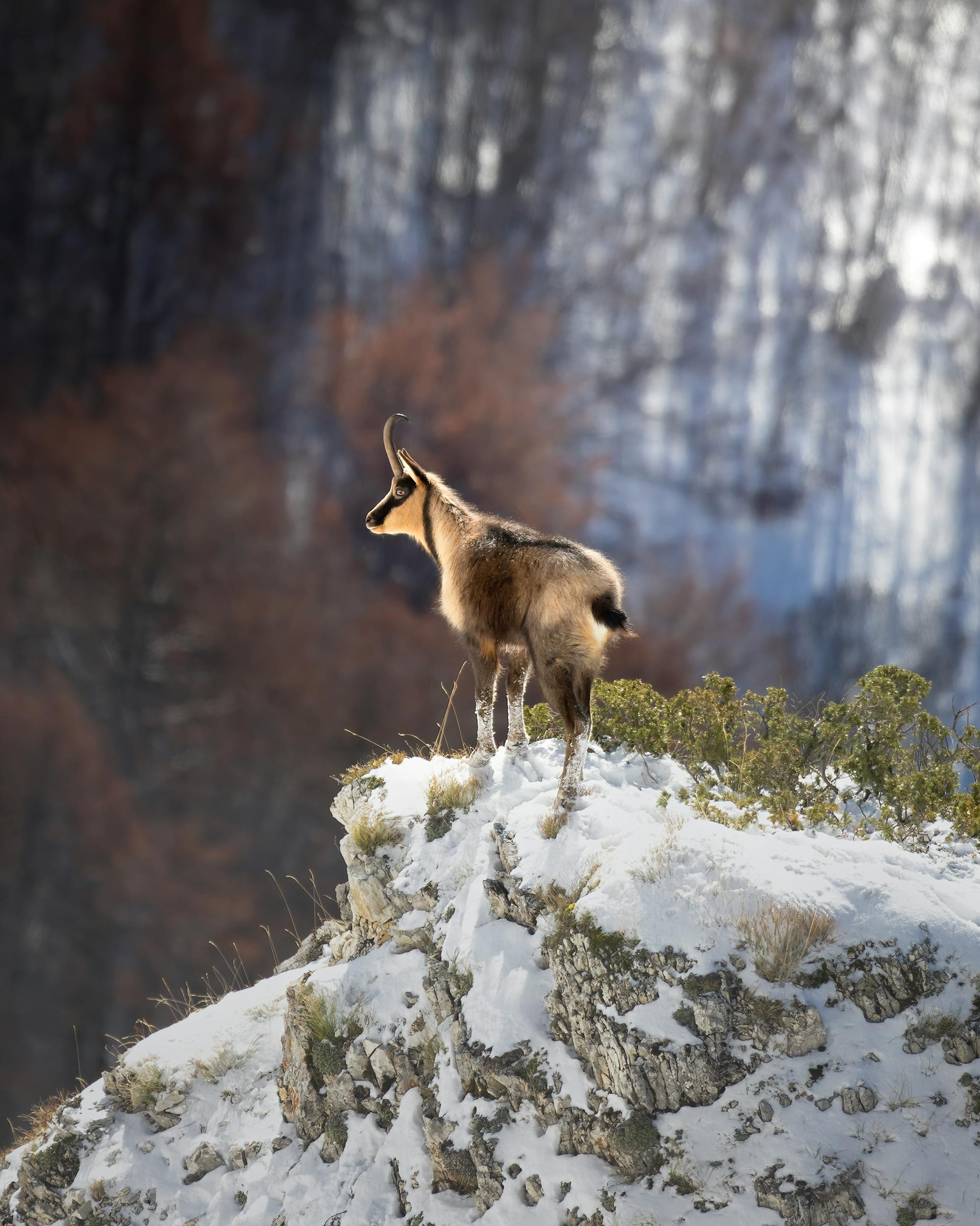 Chamois Photos, Download The BEST Free Chamois Stock Photos & HD Images