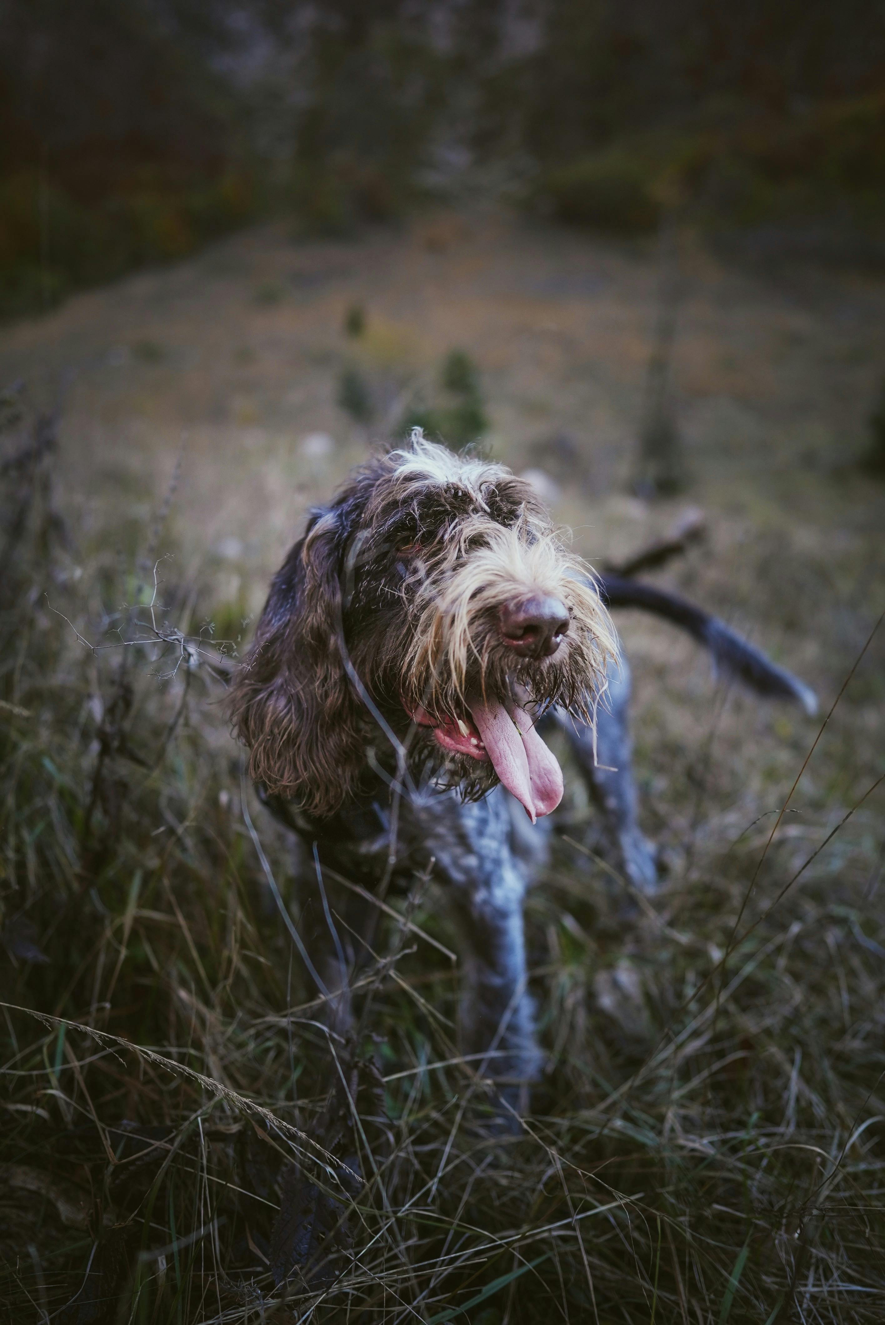 Dog Withers Photos, Download The BEST Free Dog Withers Stock Photos ...