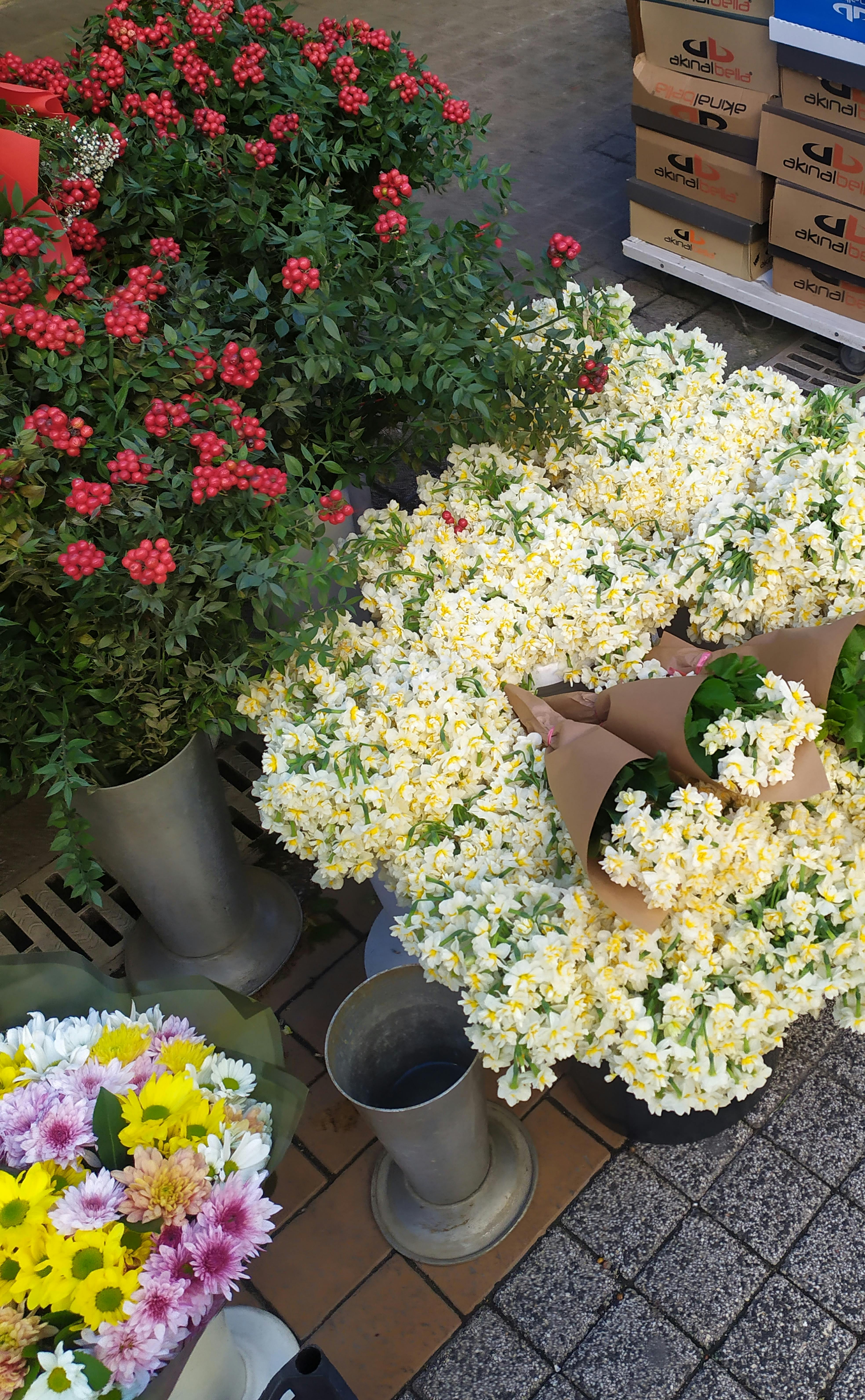 Flowers Selection on Pavement · Free Stock Photo