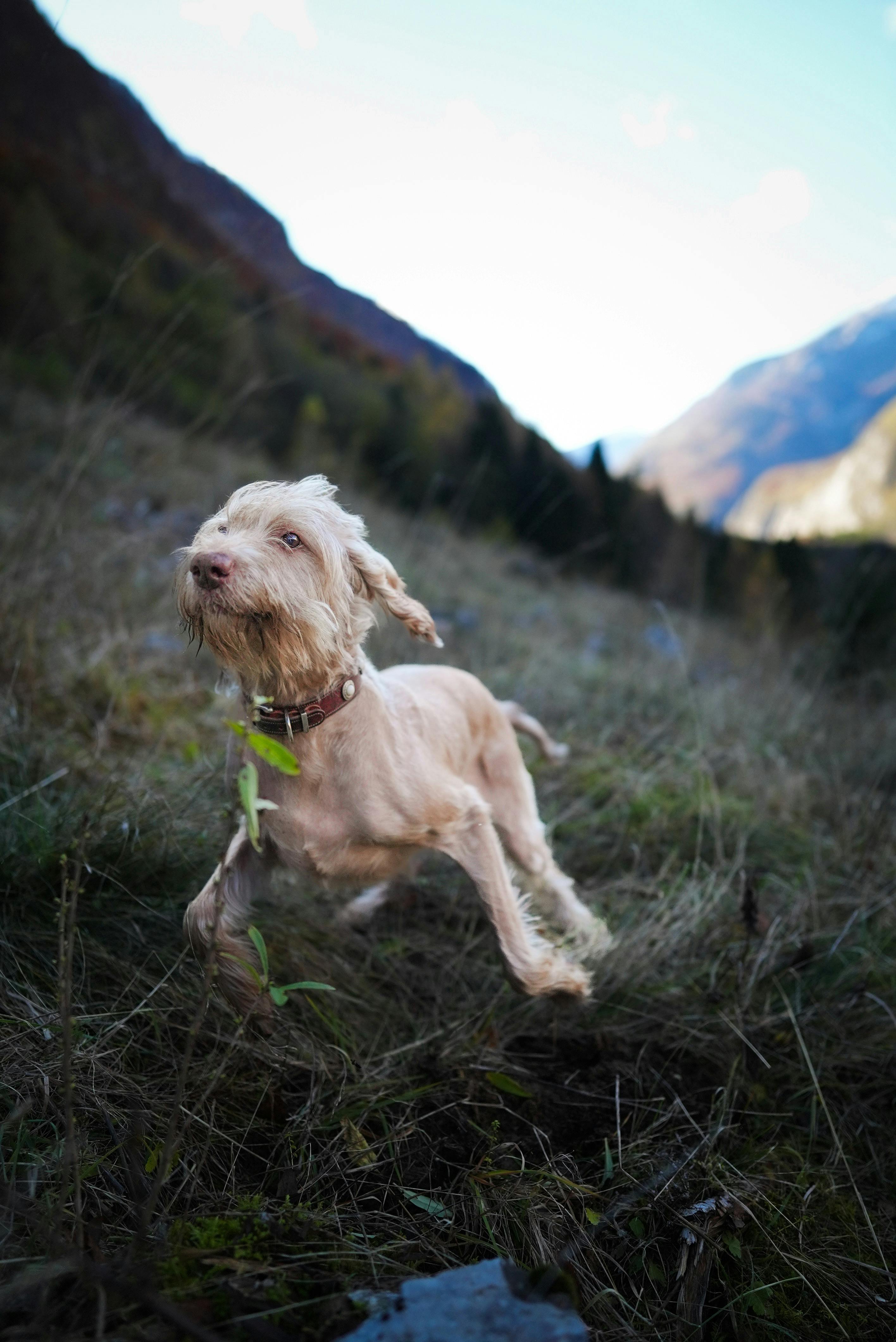 Dog Playing Sports Photos, Download The BEST Free Dog Playing Sports ...