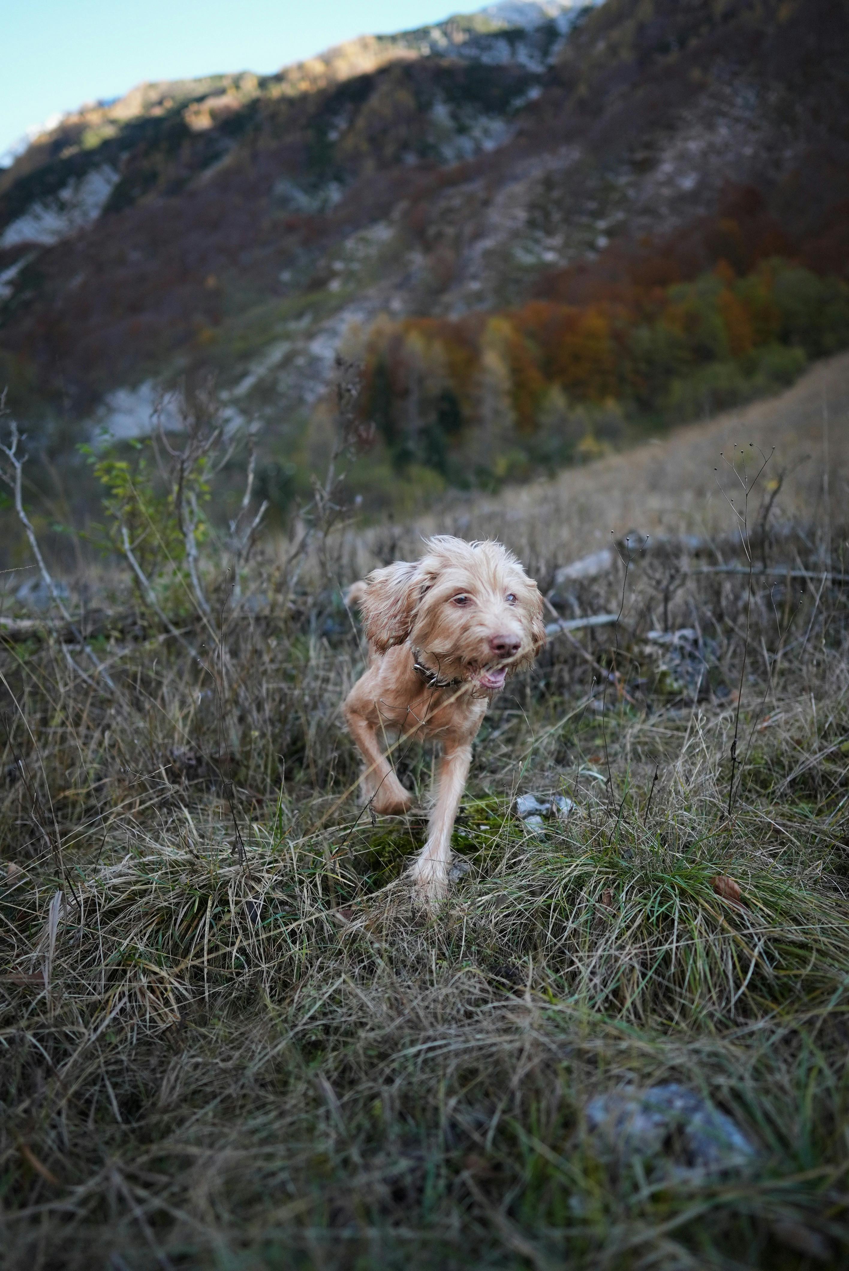 Dogs Running on the Field Under Blue Sky · Free Stock Photo