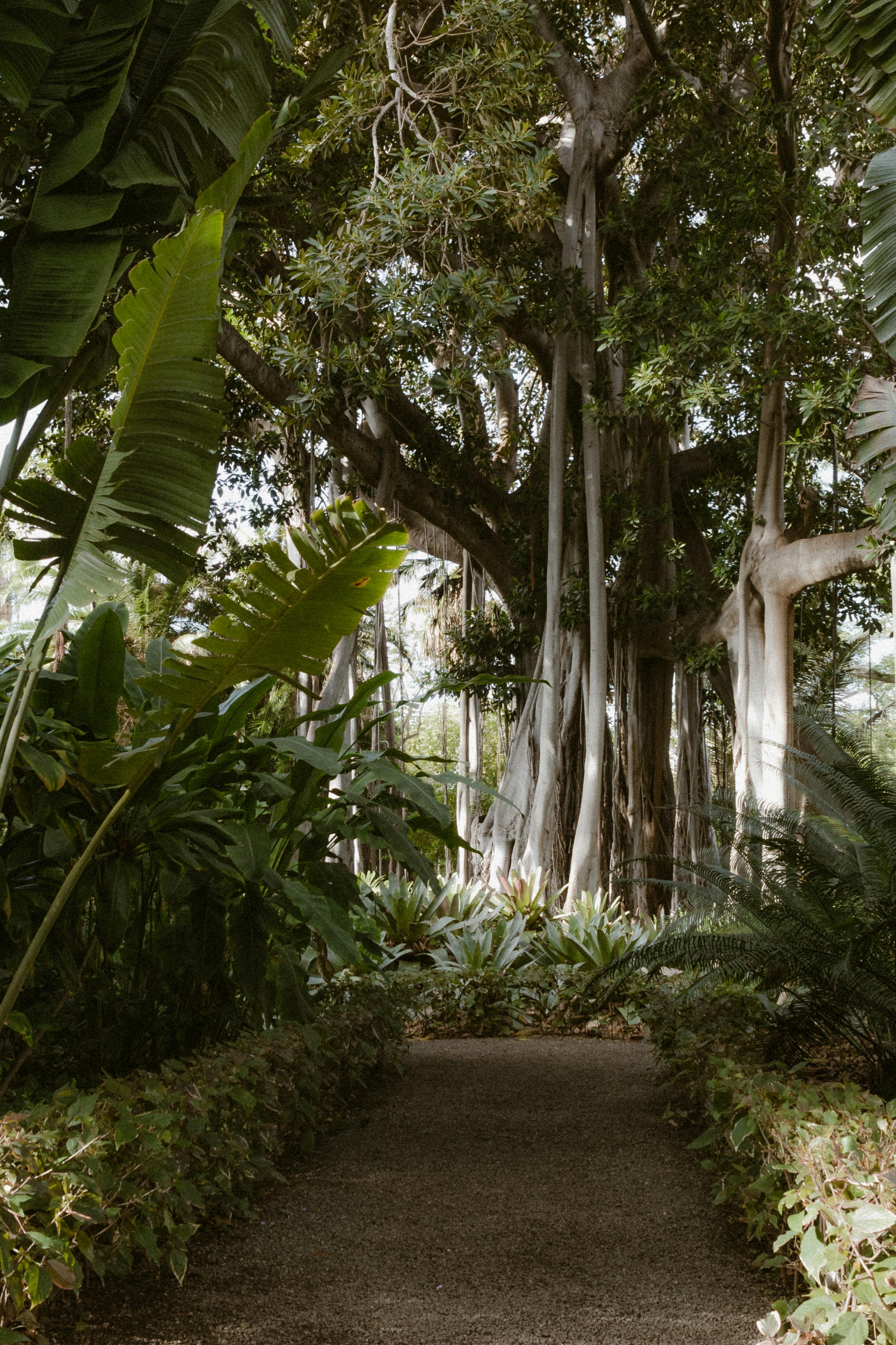 Green and Brown Garden · Free Stock Photo