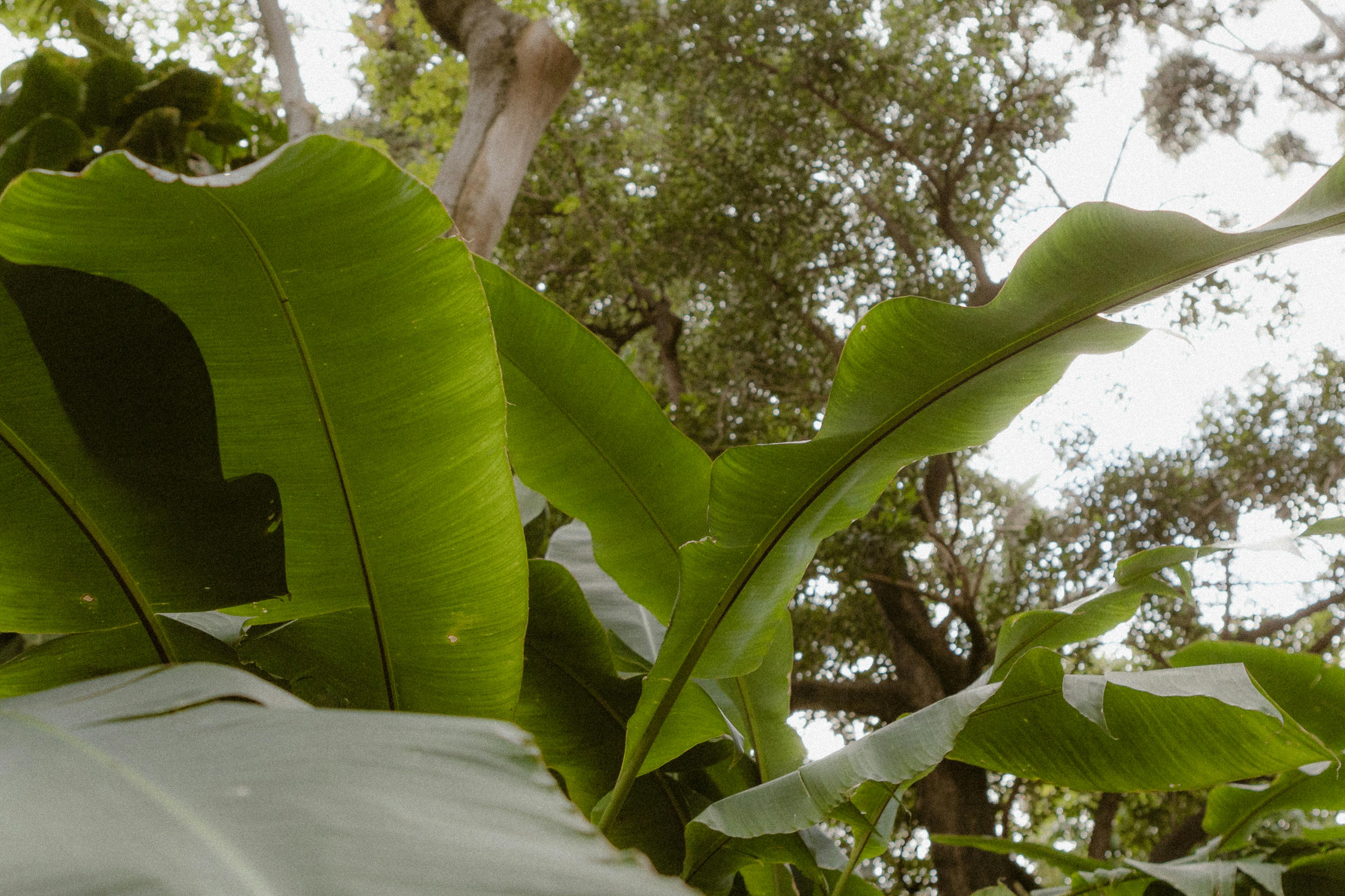 Autam Tree Photos, Download The BEST Free Autam Tree Stock Photos & HD ...