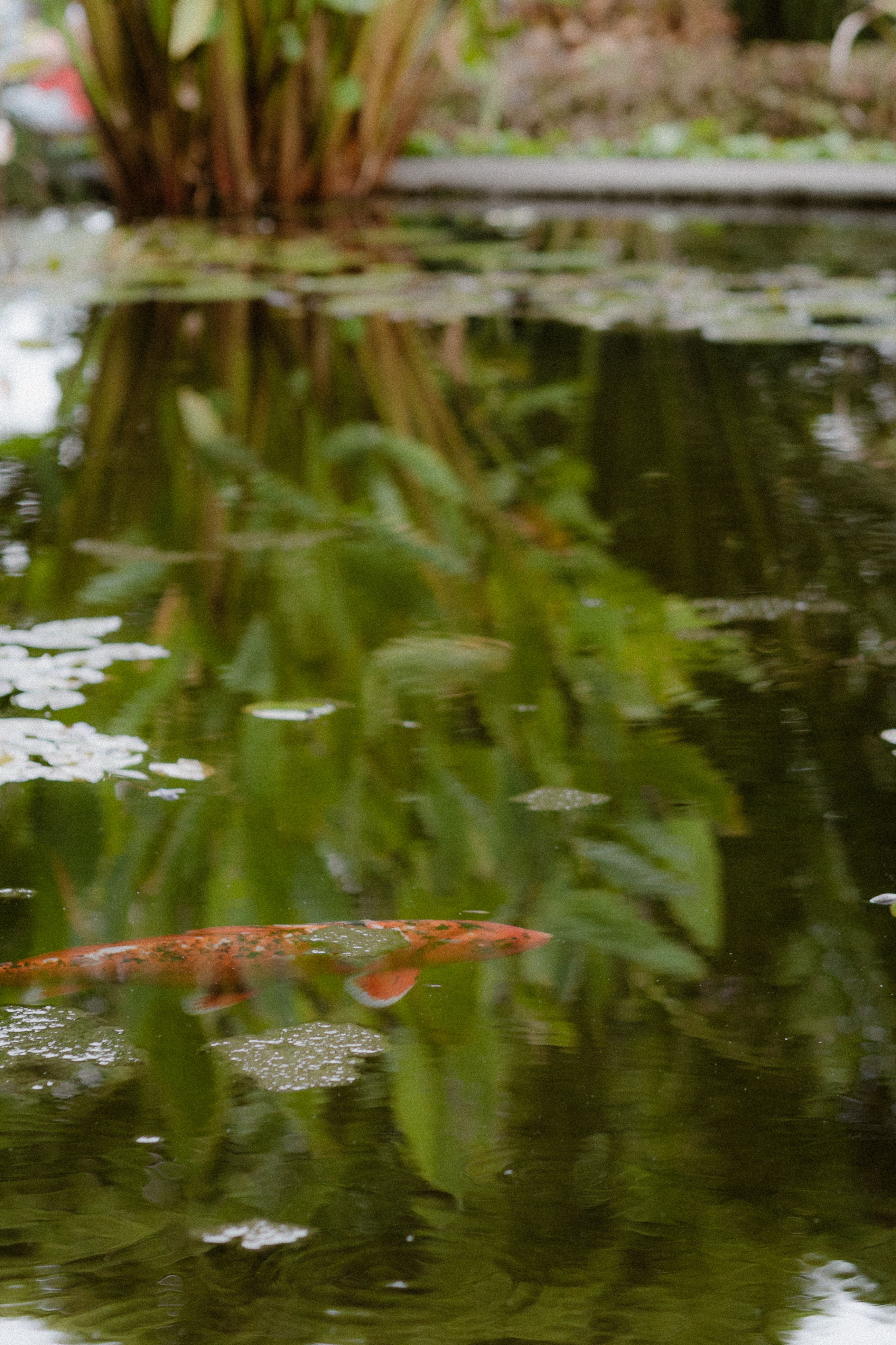Beta Fish Photos, Download The BEST Free Beta Fish Stock Photos & HD Images