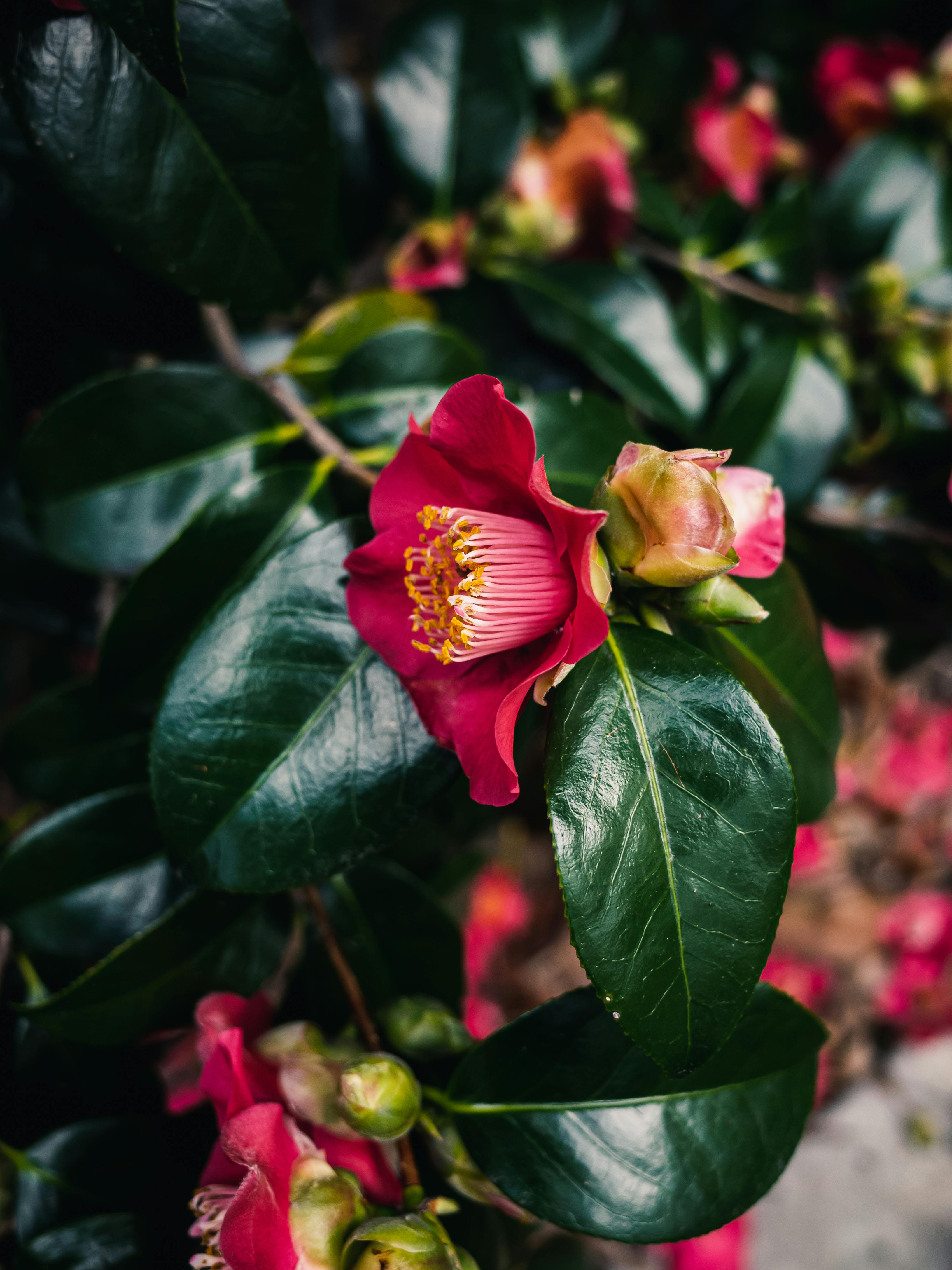 Bloom Filter Photos, Download The BEST Free Bloom Filter Stock Photos ...