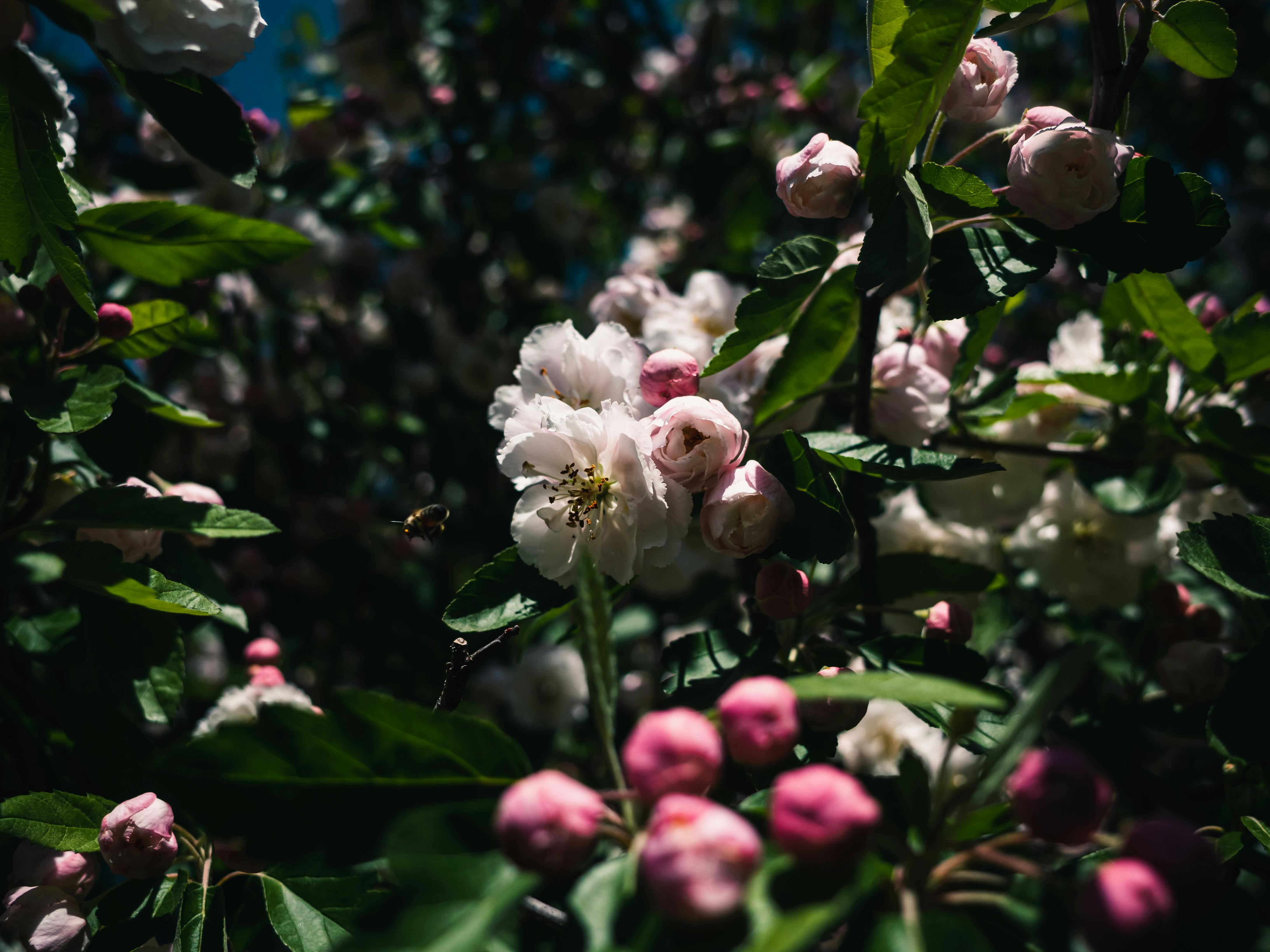 Spring Budget Photos, Download The BEST Free Spring Budget Stock Photos ...