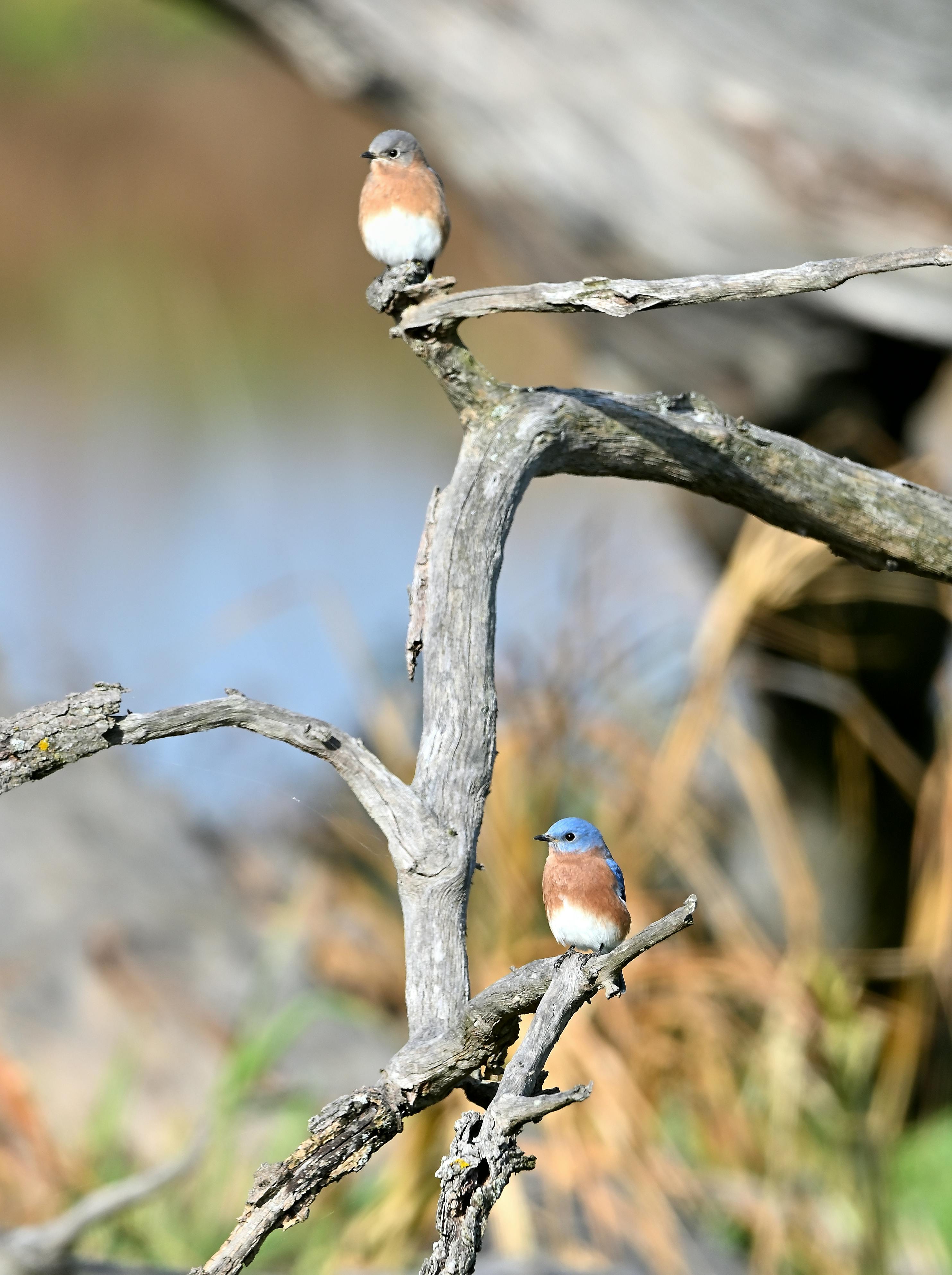 Eastern Bluebirds · Free Stock Photo