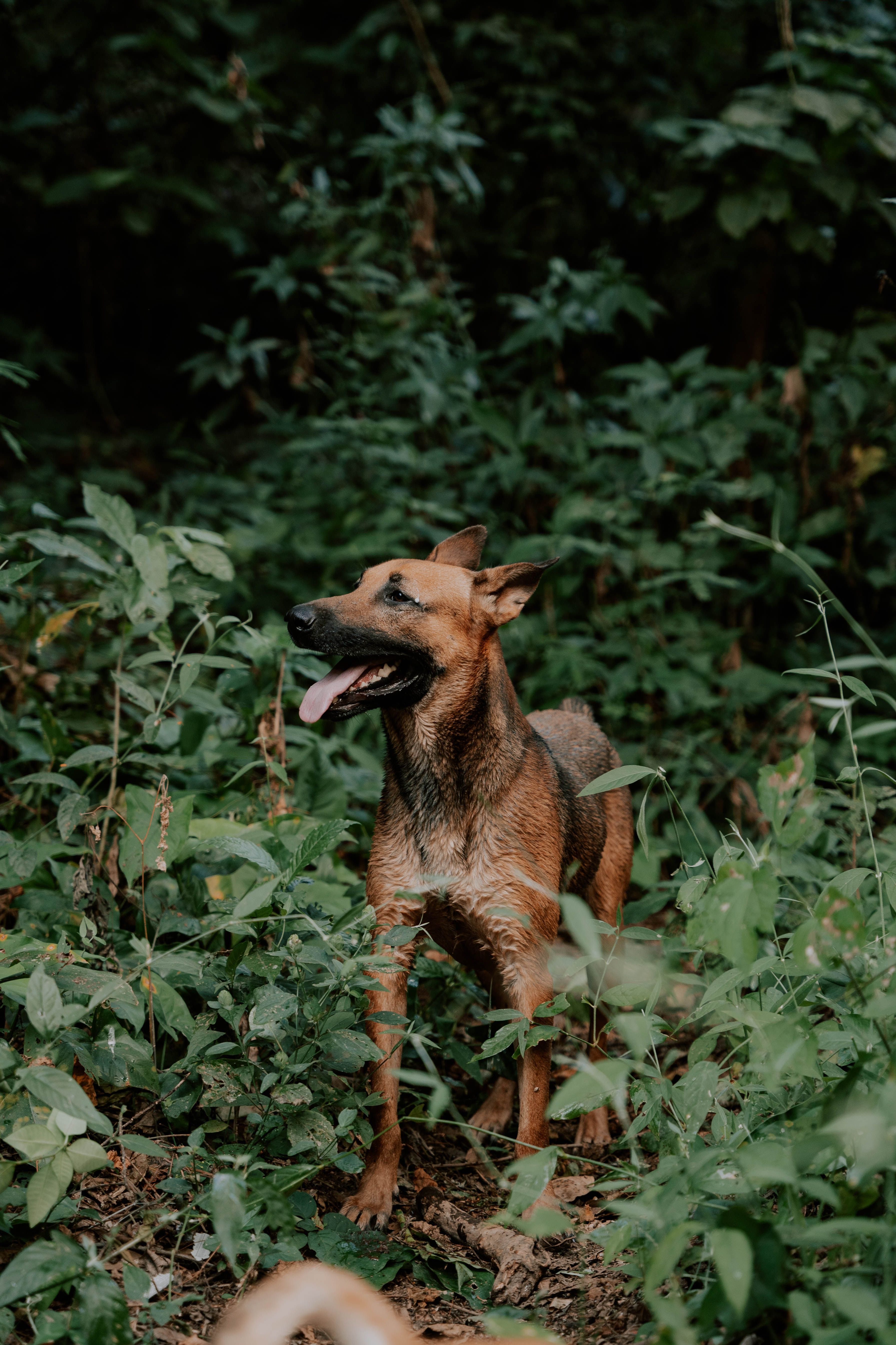 Dog among Plants in Forest · Free Stock Photo