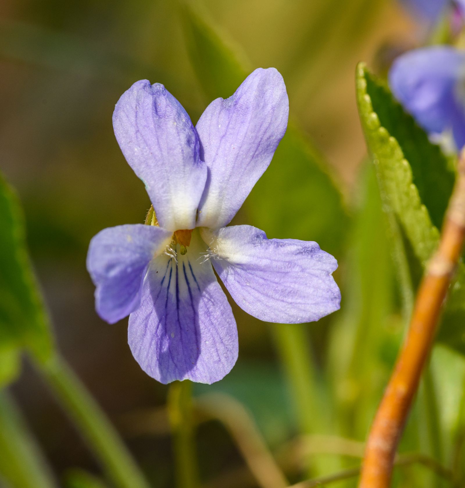 Violet Photos, Download The BEST Free Violet Stock Photos & HD Images