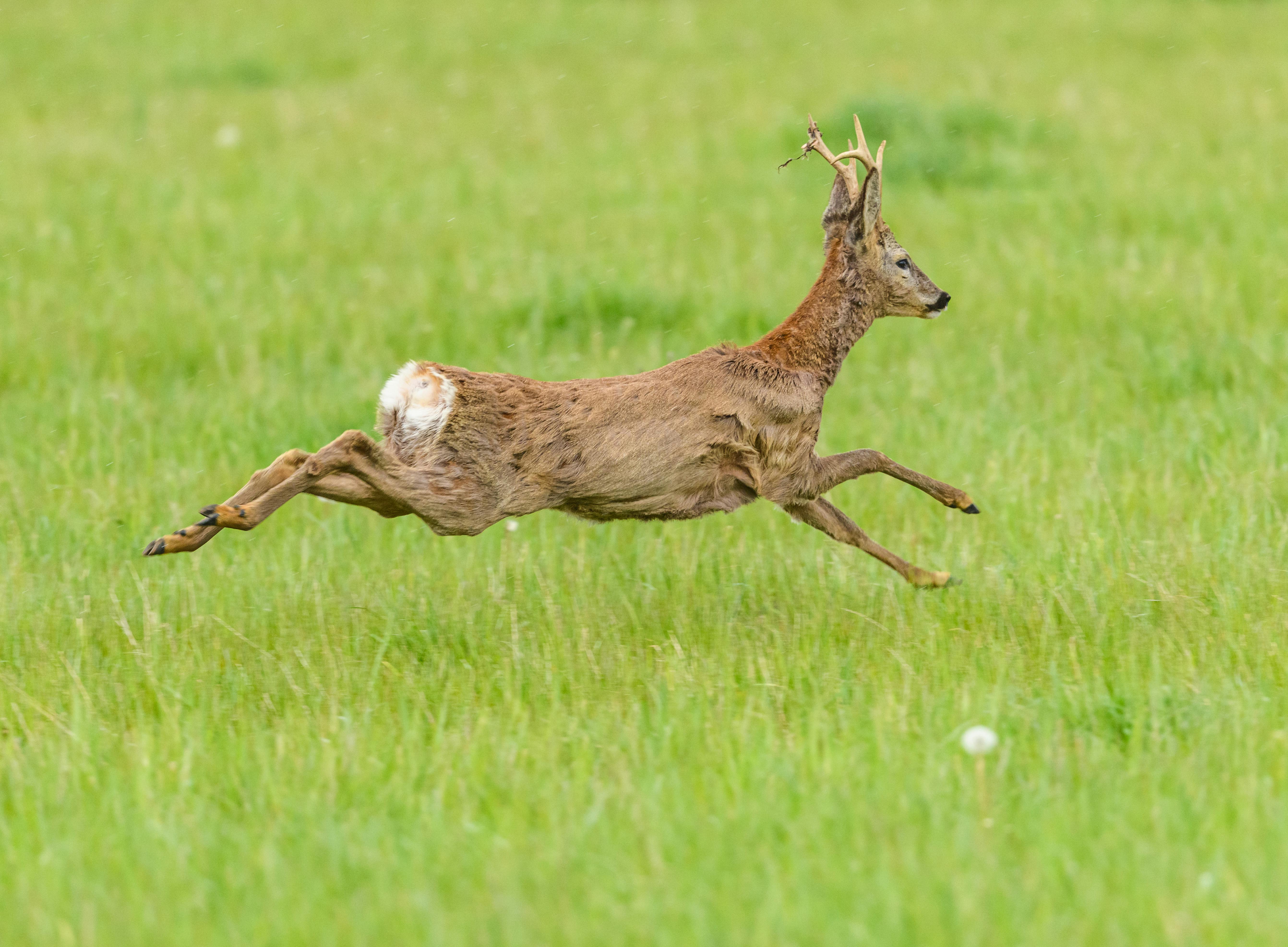 roebuck standing running over the field · Free Stock Photo