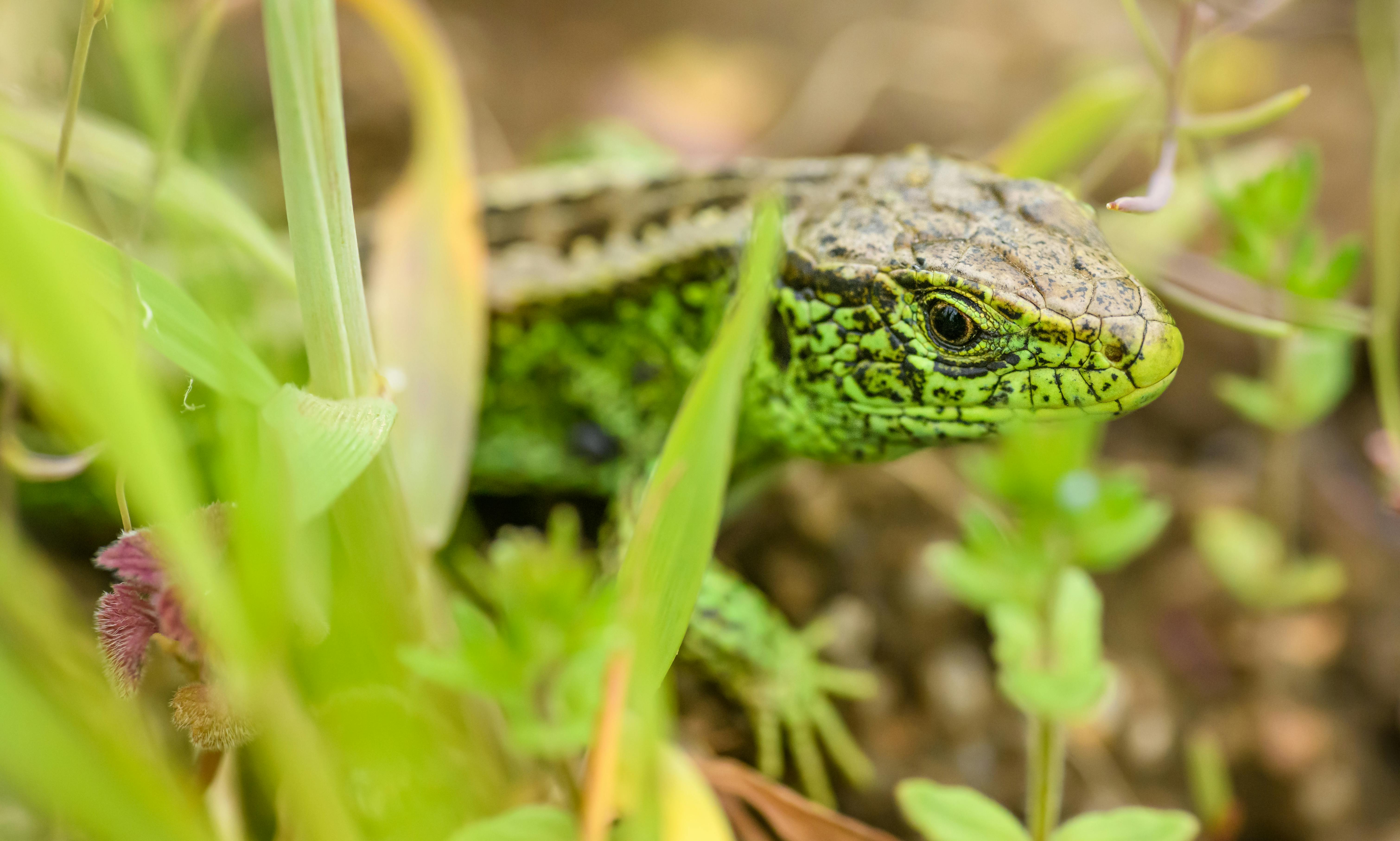 sand lizard (Lacerta agilis) hiding in vegetation · Free Stock Photo