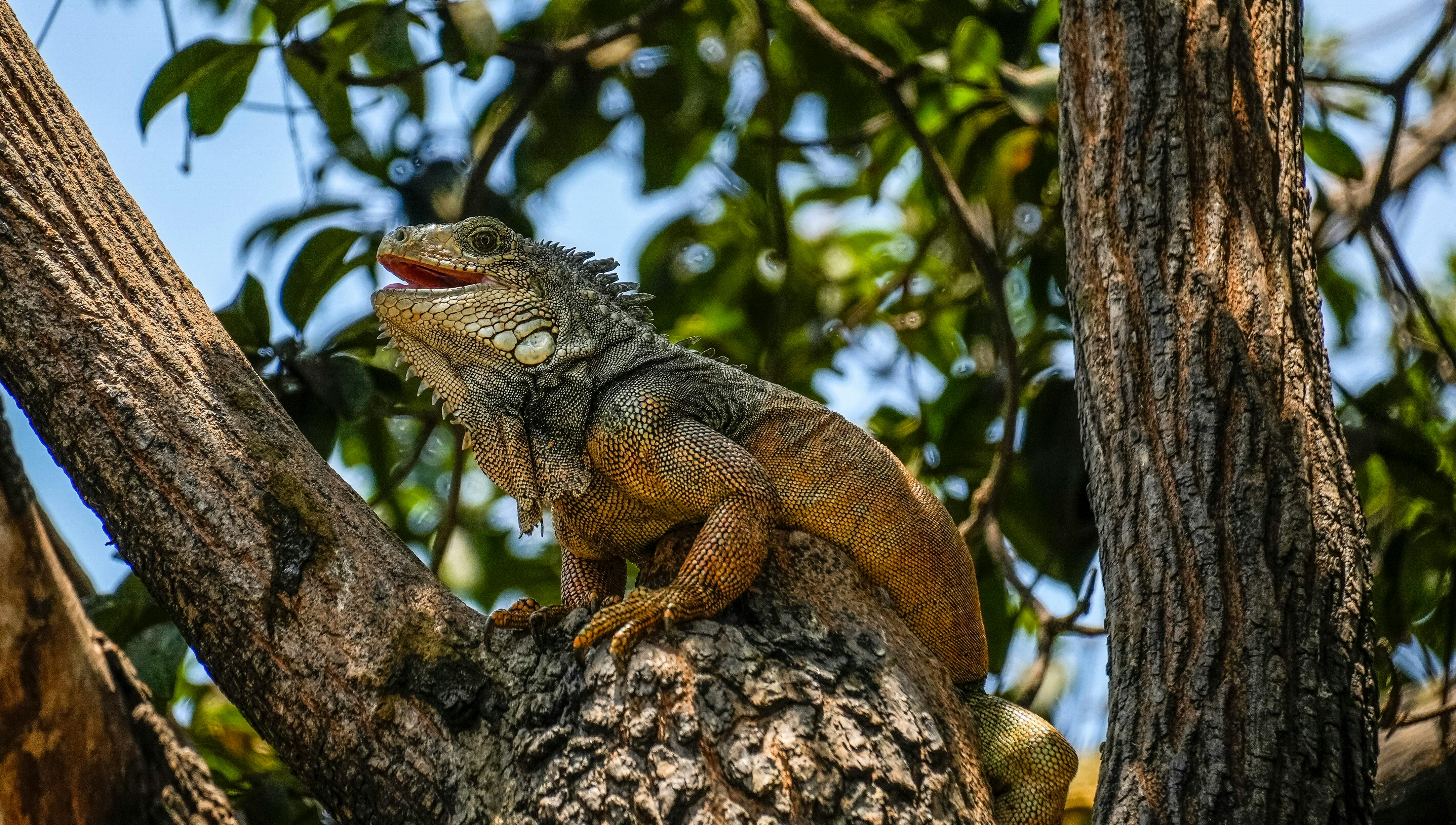 Green Iguana on Tree · Free Stock Photo