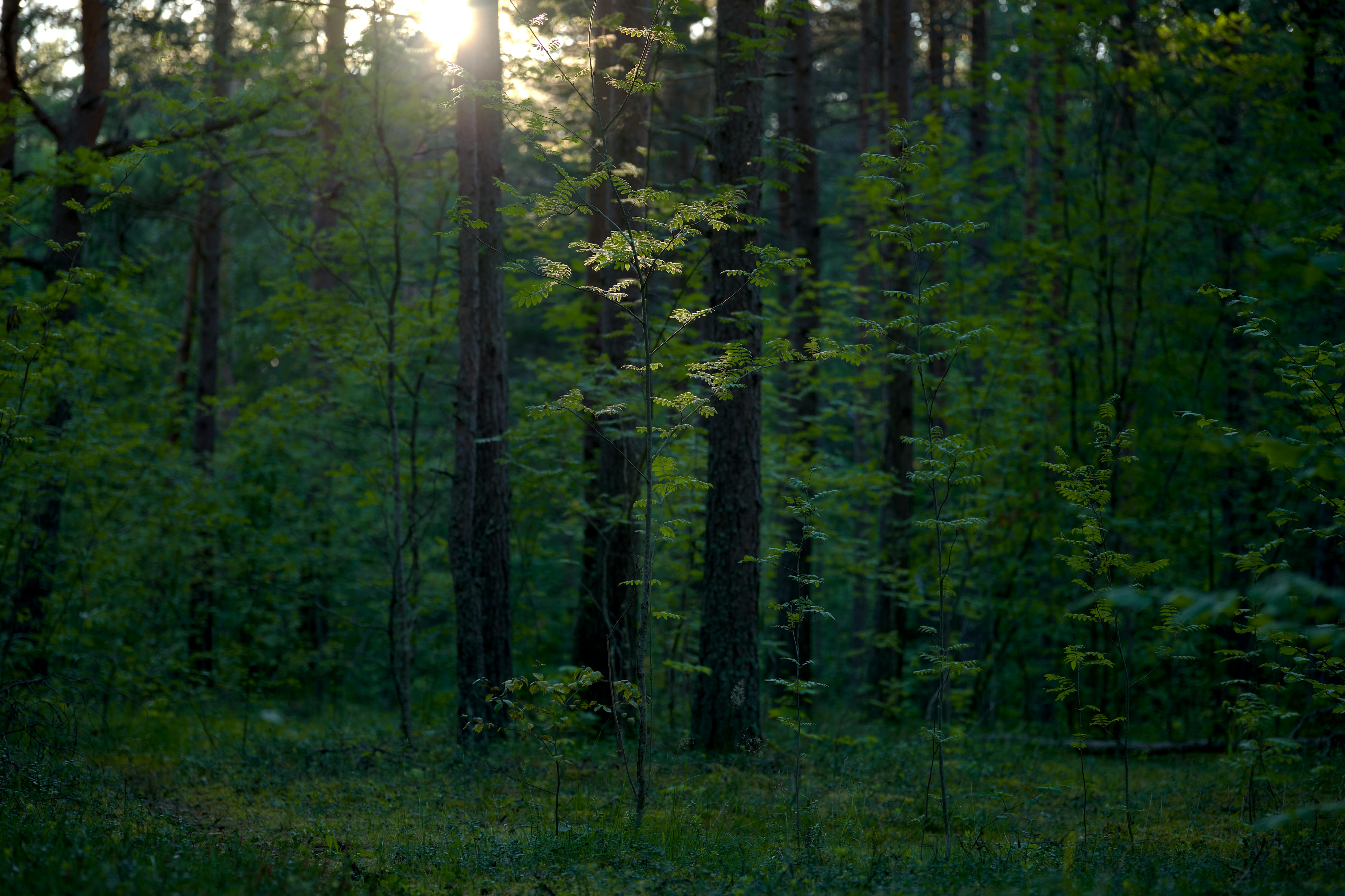 Trees, Bushes and Flowers in Forest · Free Stock Photo