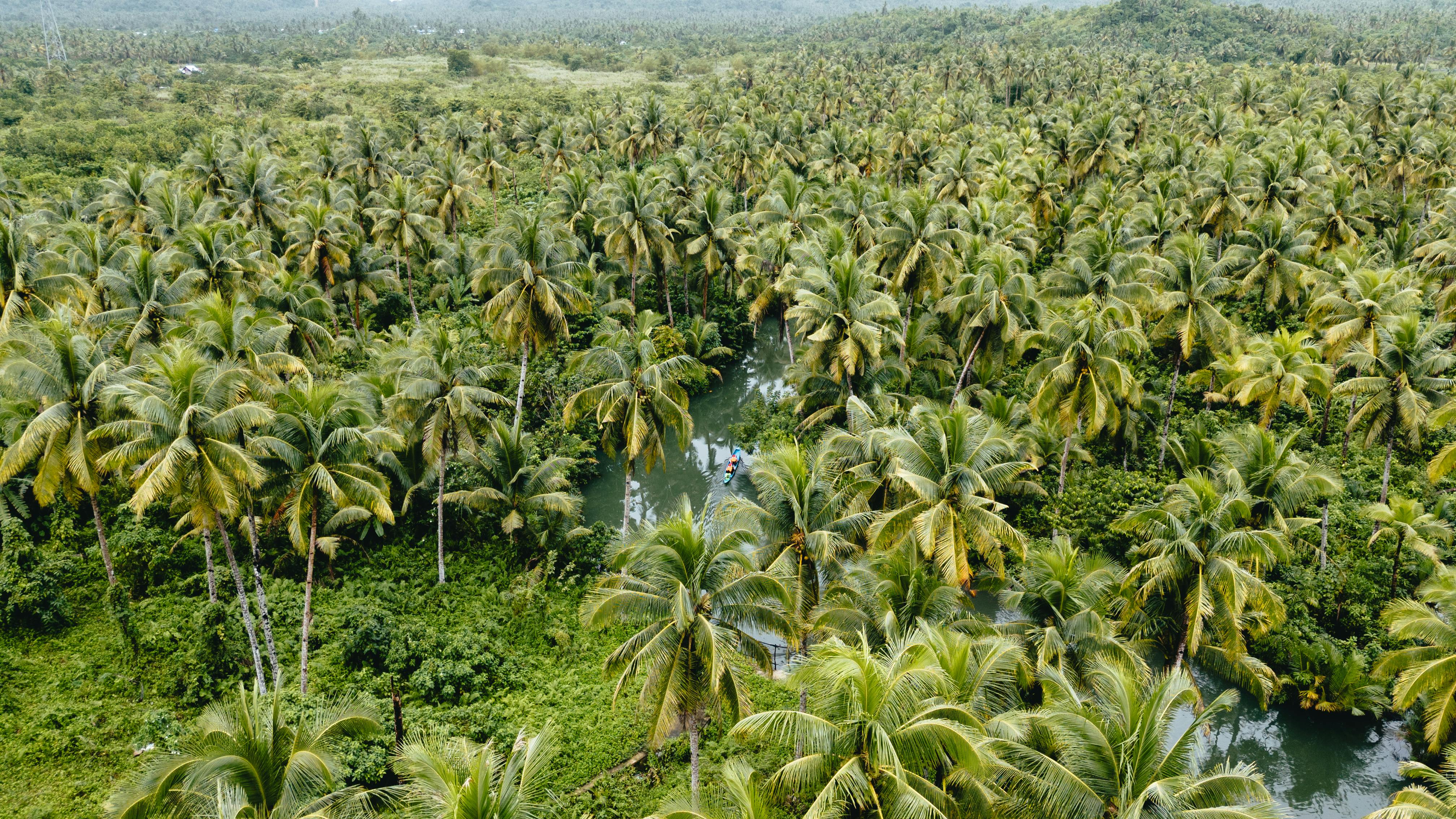 Slender Palm Trees Photos, Download The BEST Free Slender Palm Trees ...