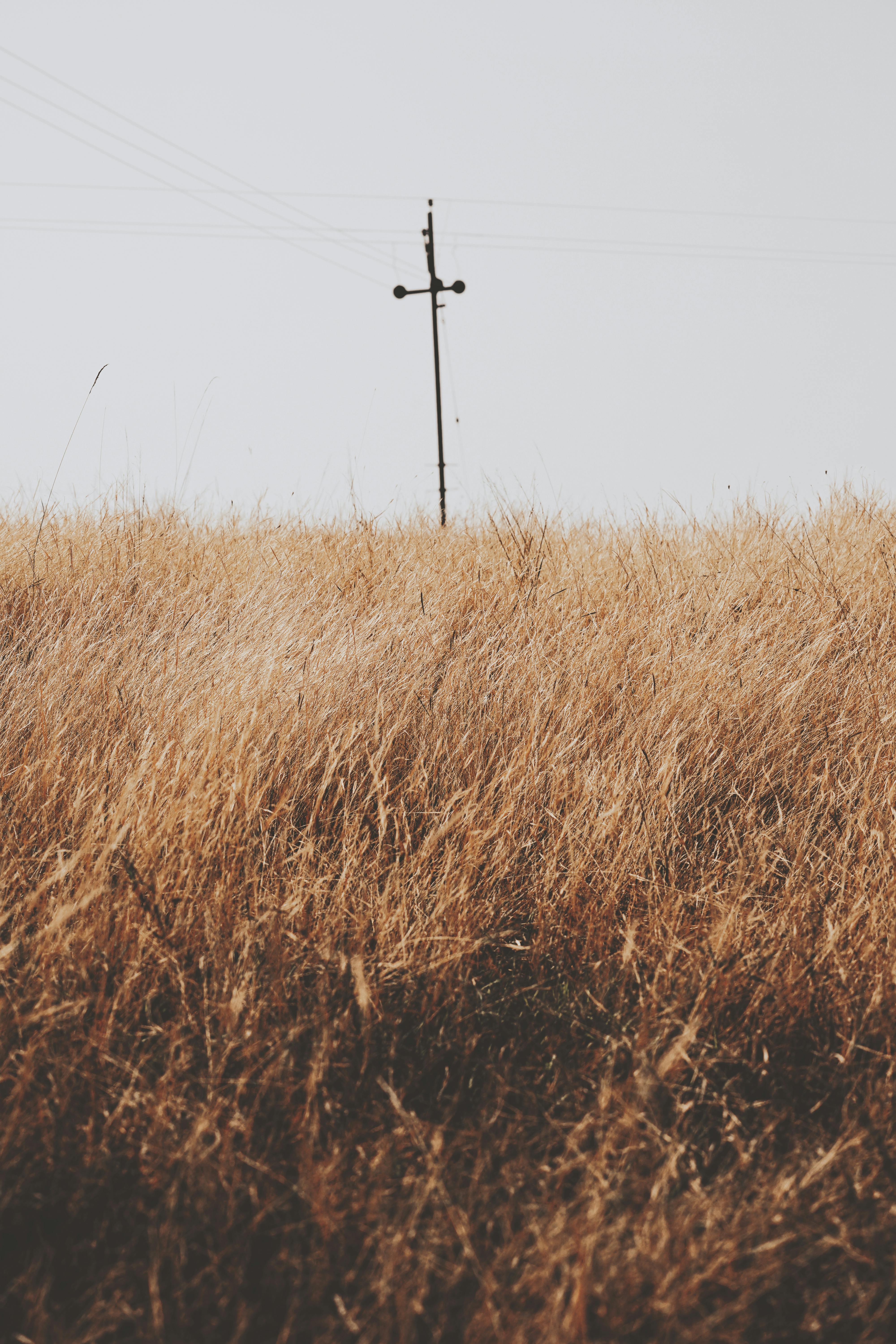 Yellow Grasses on Field · Free Stock Photo